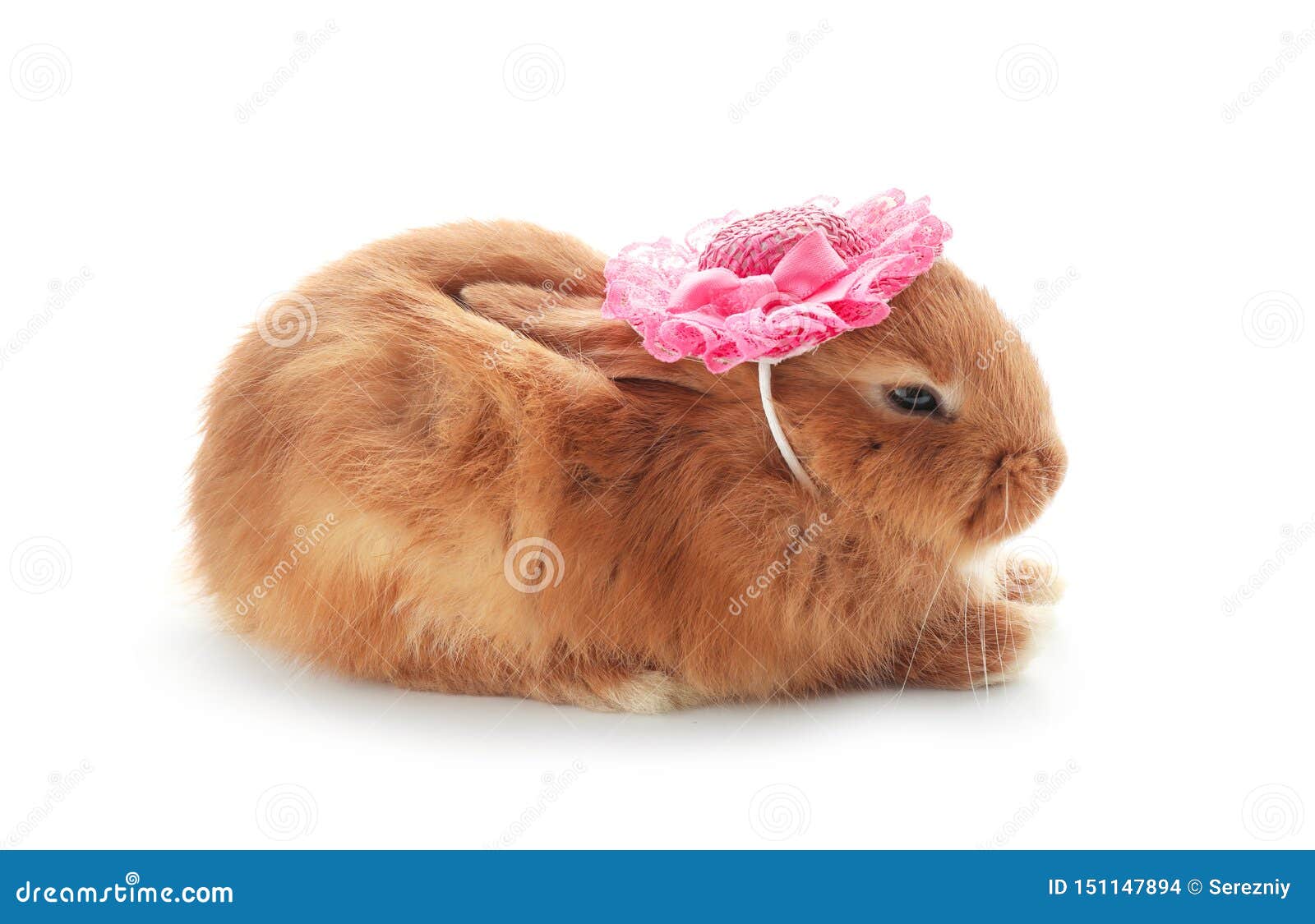 Fluffy Bunny with Cute Hat on White Background Stock Photo - Image of ...