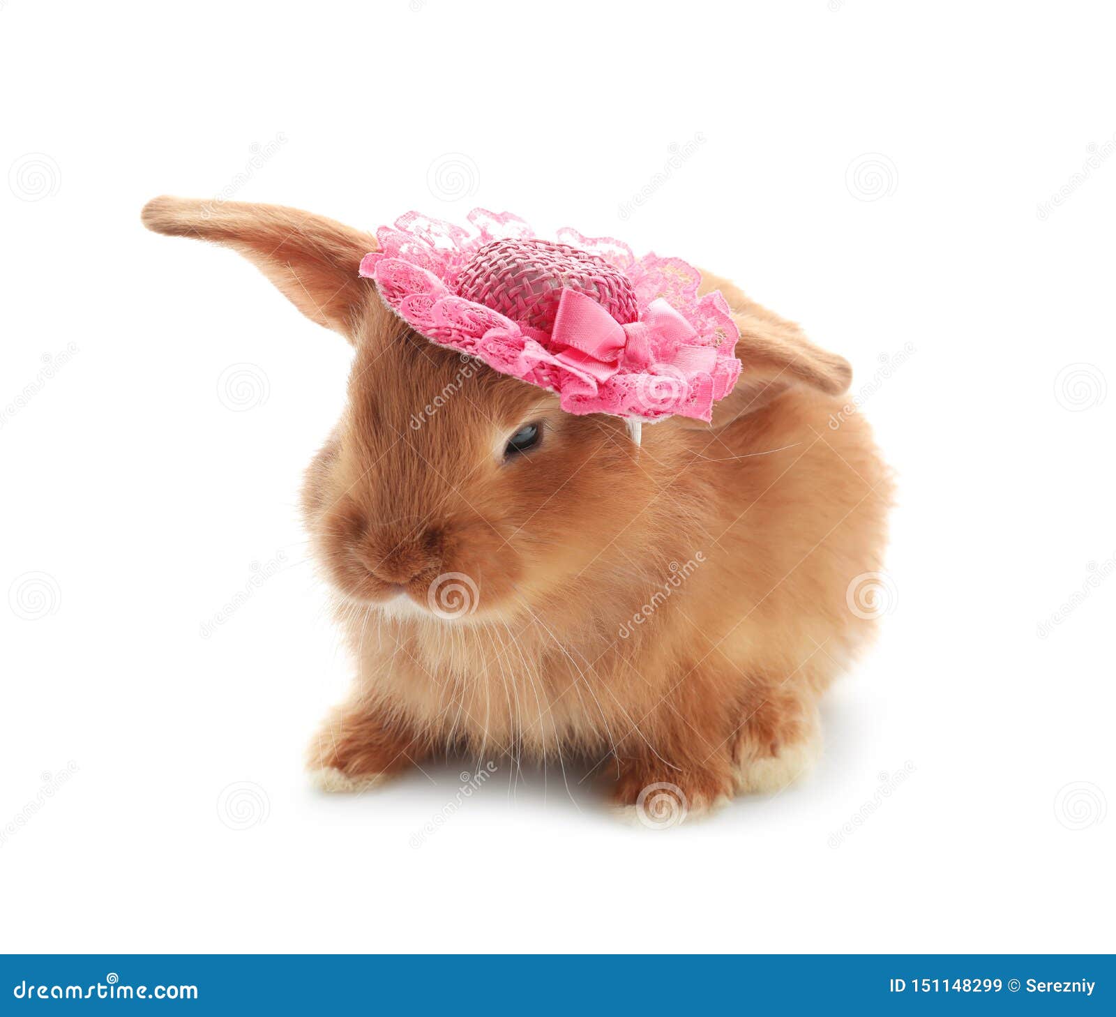 Fluffy Bunny with Cute Hat on White Background Stock Image - Image of ...