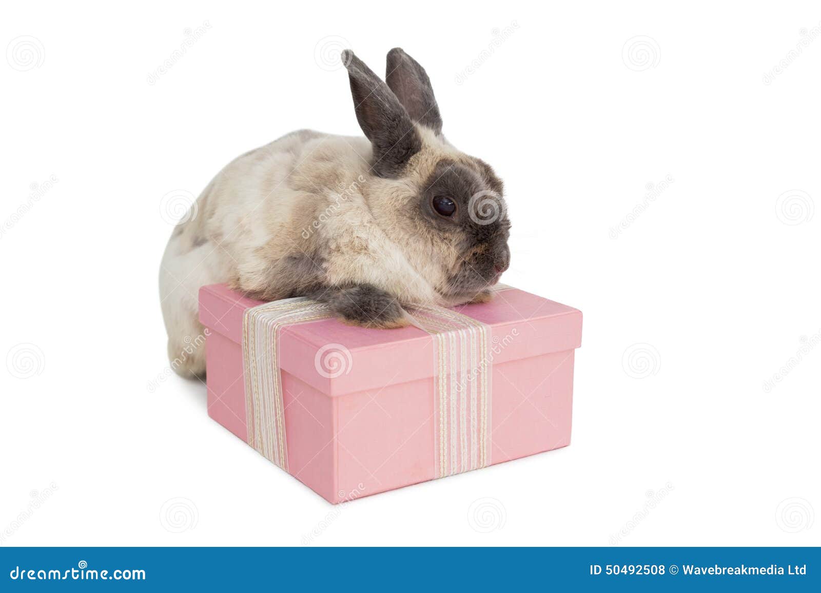 Fluffy Bunny with Pink Gift Box Stock Photo - Image of bunny, mammal ...