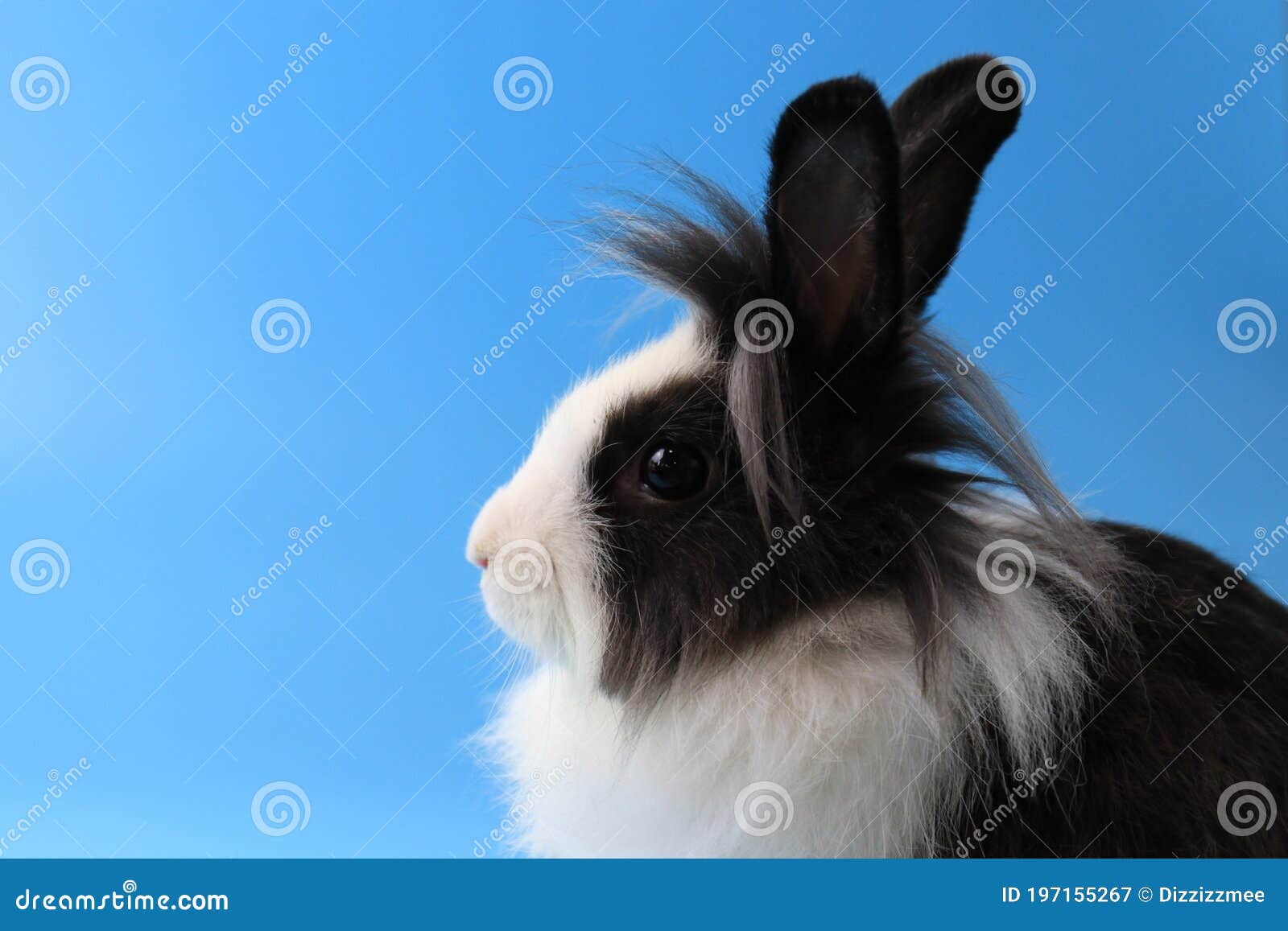 Black Fluffy Bunnies