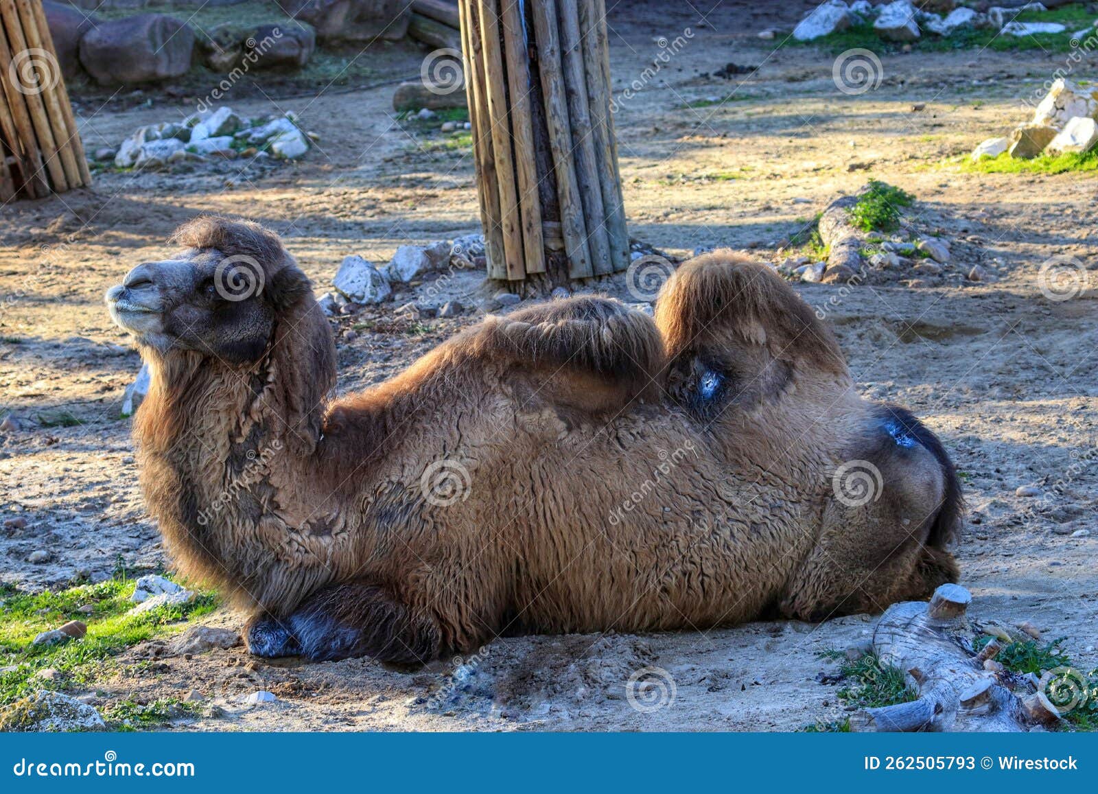 Fluffy Camel Lying on the Ground Near the Trees in the Zoo Stock Image ...