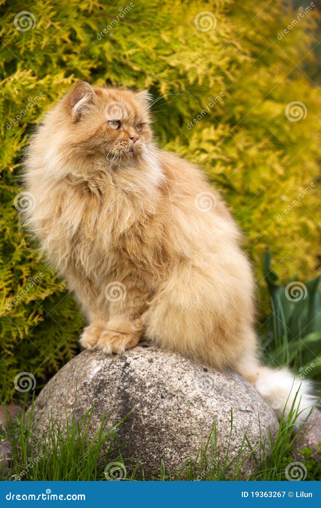Fluffy cat stock image. Image of animal, ribbon, little - 19363267