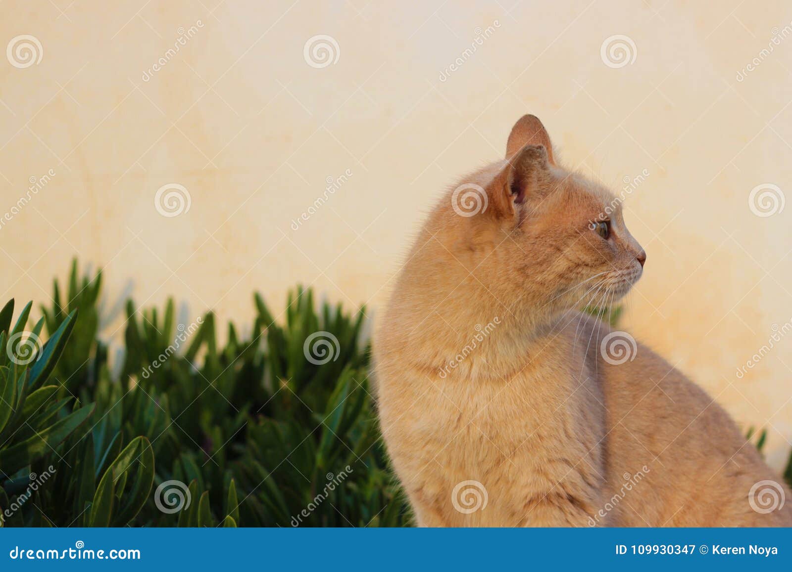 A Curious Cat of a Peach Colour Stock Image - Image of flower, fauna ...