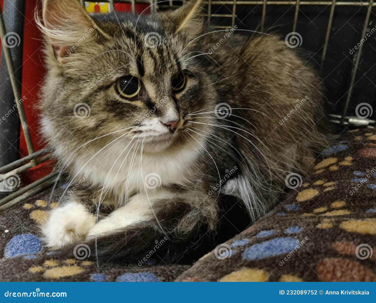 Fluffy Cat in a Cage at an Animal Shelter Stock Photo - Image of nose ...