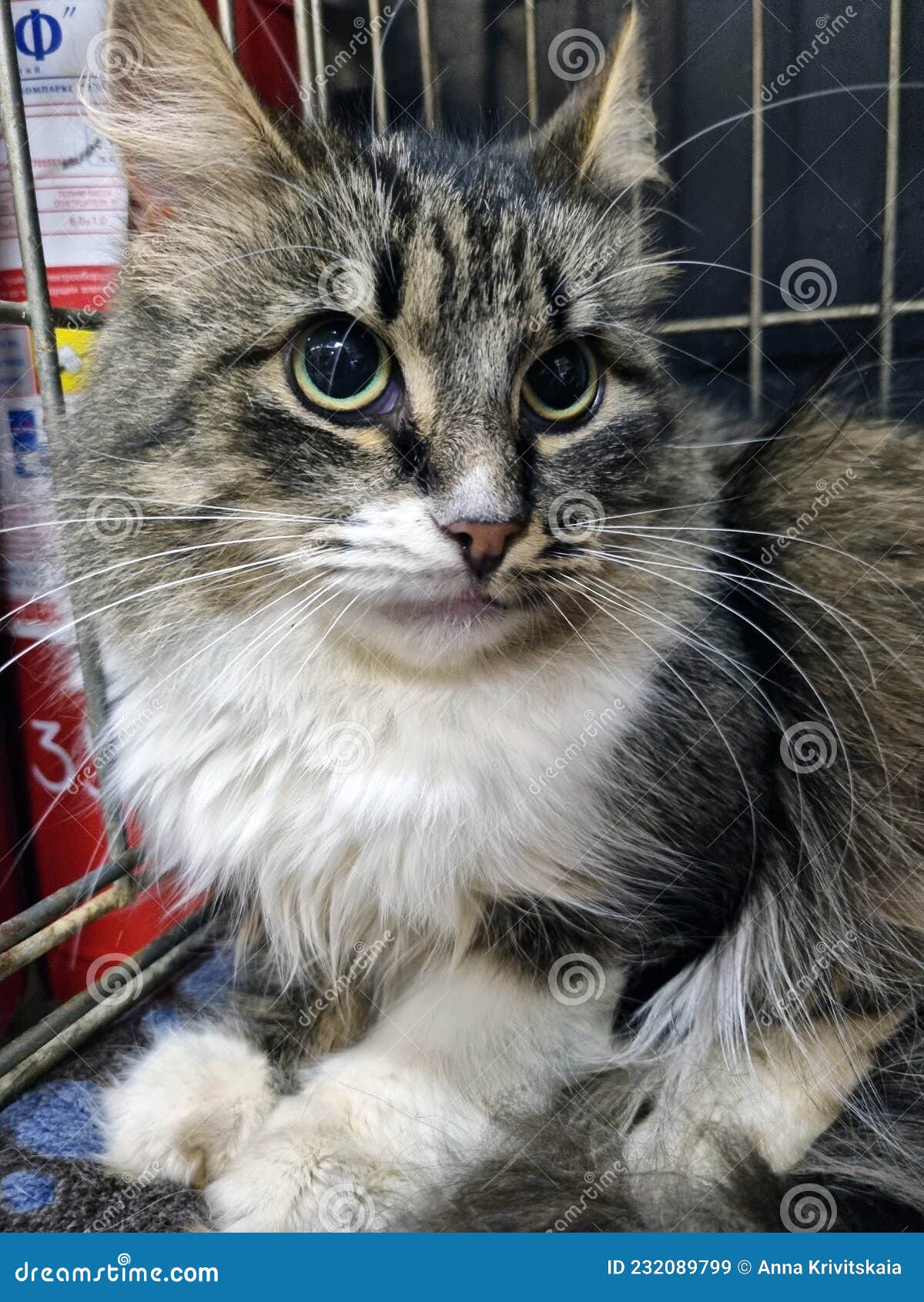 Fluffy Cat in a Cage at an Animal Shelter Stock Image - Image of animal ...