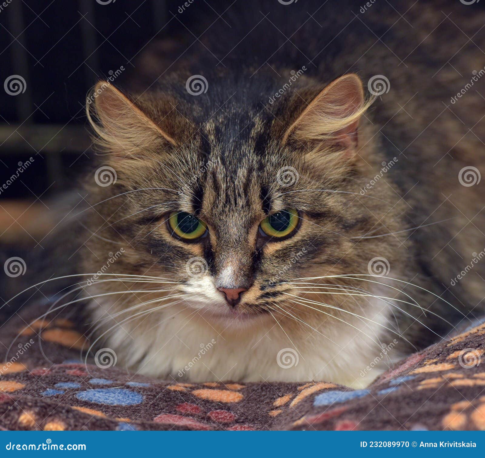 Fluffy Cat in a Cage at an Animal Shelter Stock Photo - Image of ...