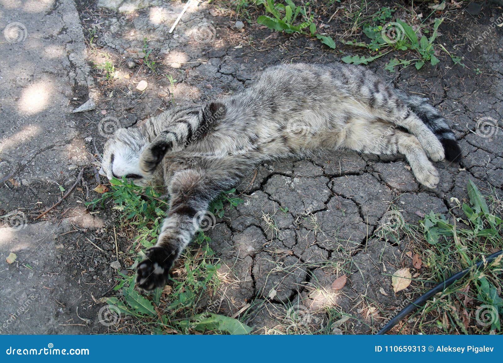 Fluffy Cat Collapsed on the Ground Stock Image - Image of vegetation ...