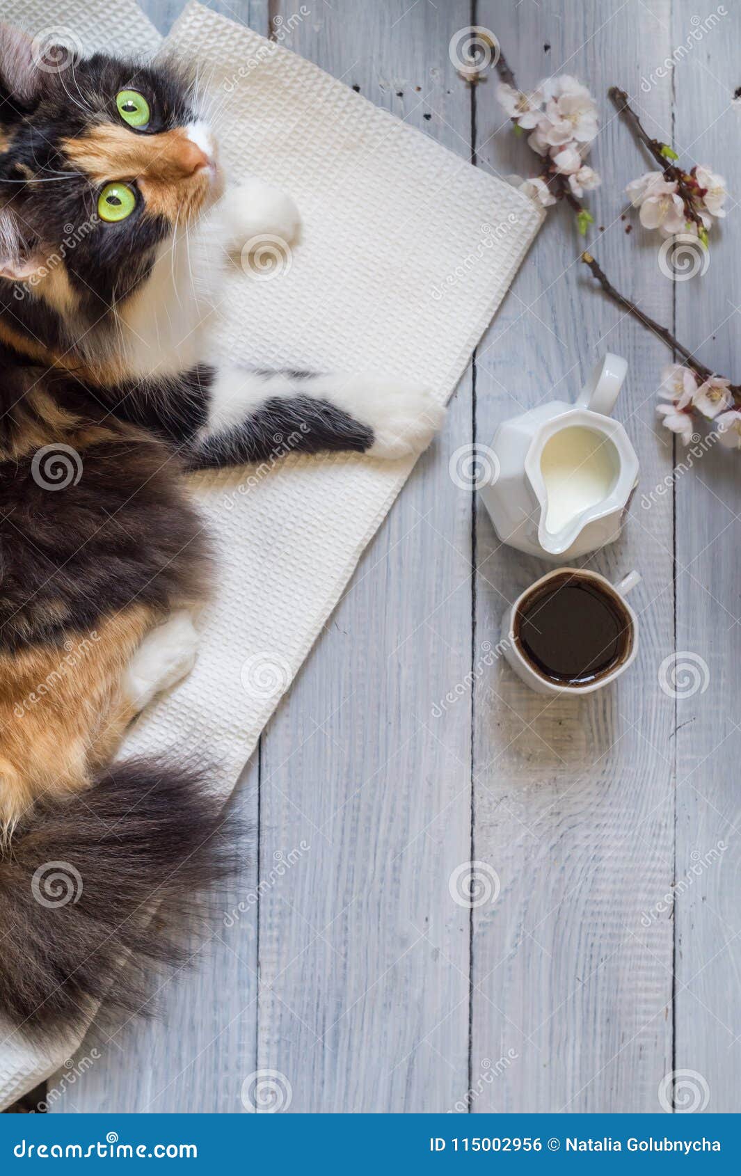 Fluffy Cat and Cup of Coffee on White Wooden Surface Stock Photo ...