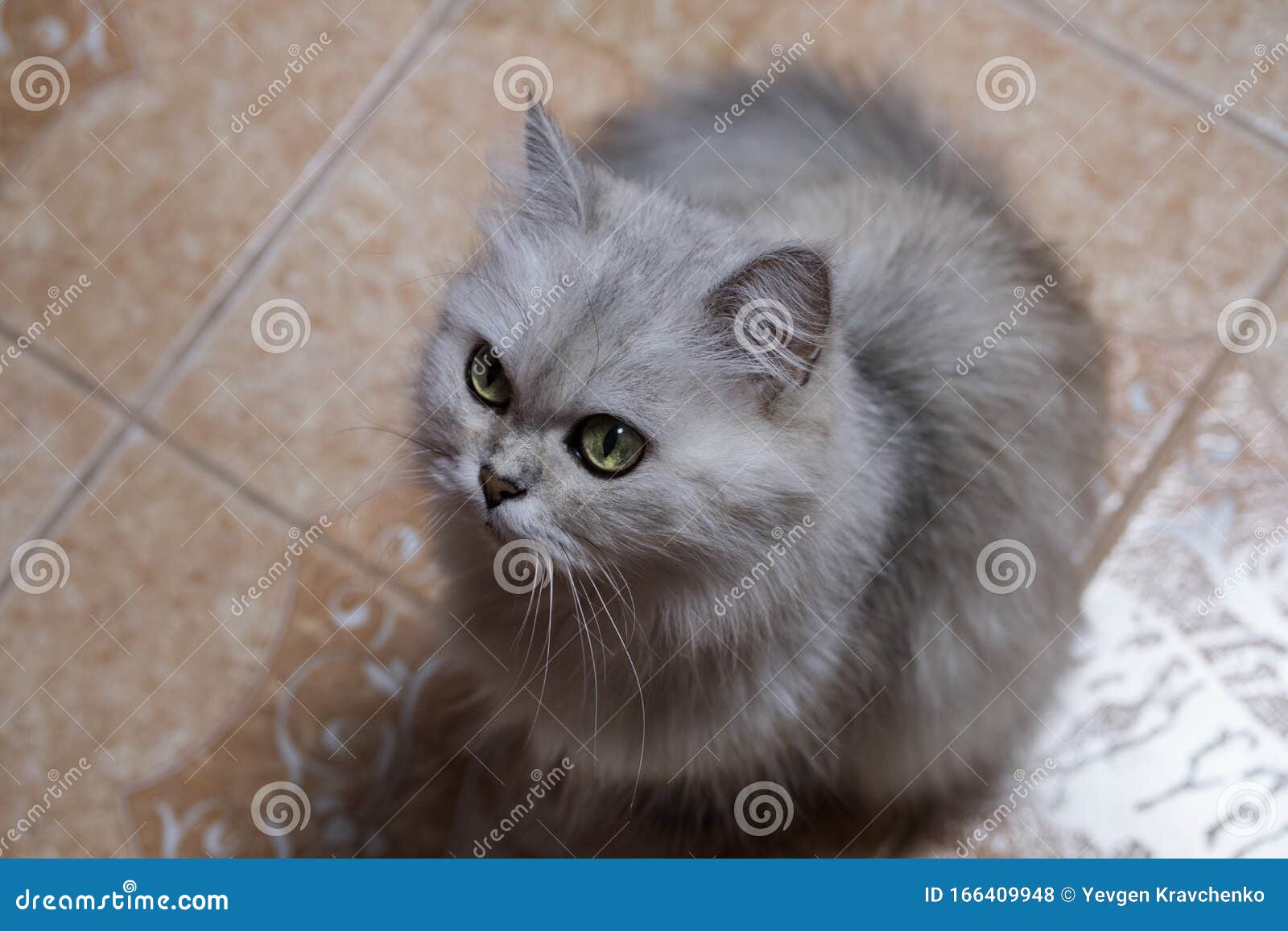 Fluffy Cat. Domestic White Cat. Cute Sad Gray Cat. Stock Photo - Image ...