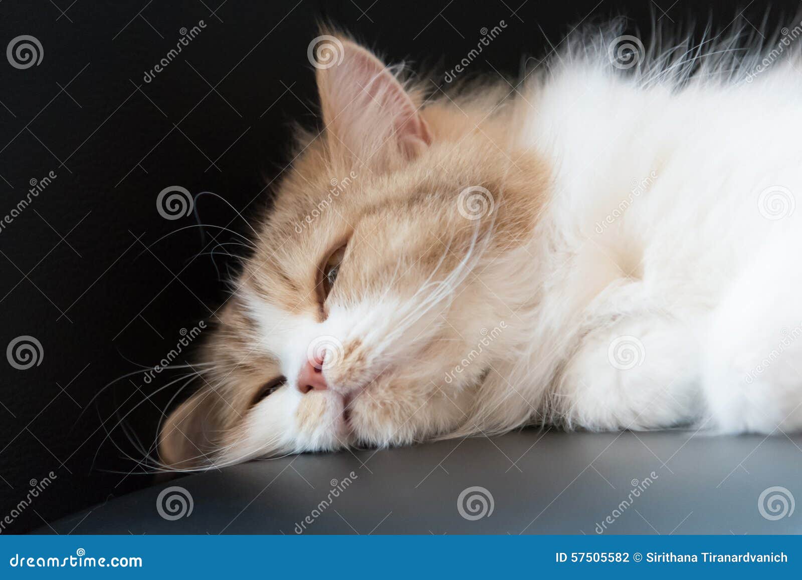 Fluffy cat falling asleep stock photo. Image of mood - 57505582