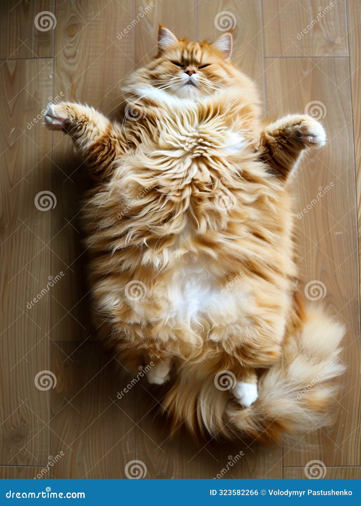 A Fluffy Cat Laying on Its Back on the Floor Stock Photo - Image of ...