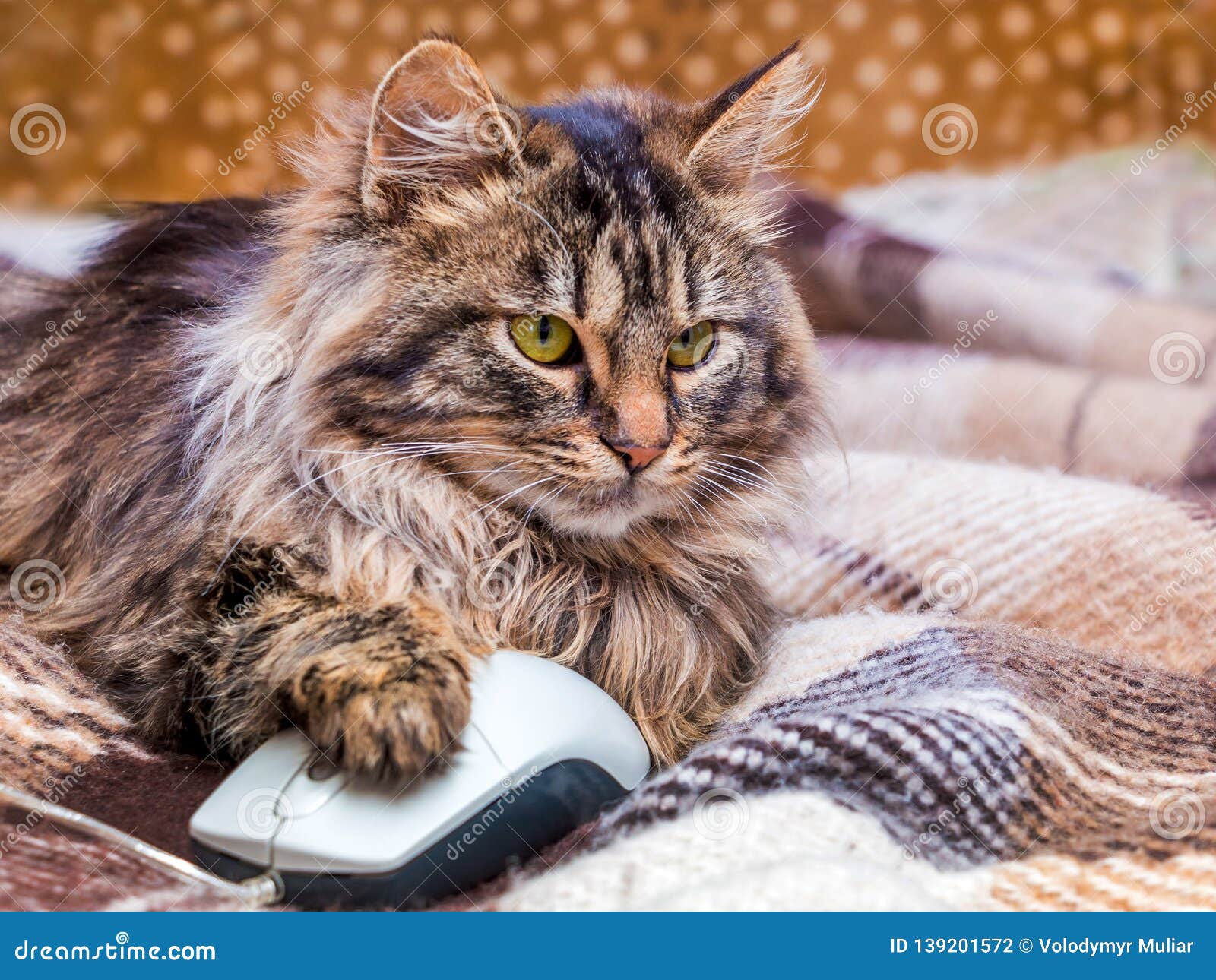 A Fluffy Cat Lays by Putting a Paw on a Computer Mouse. Cat and ...