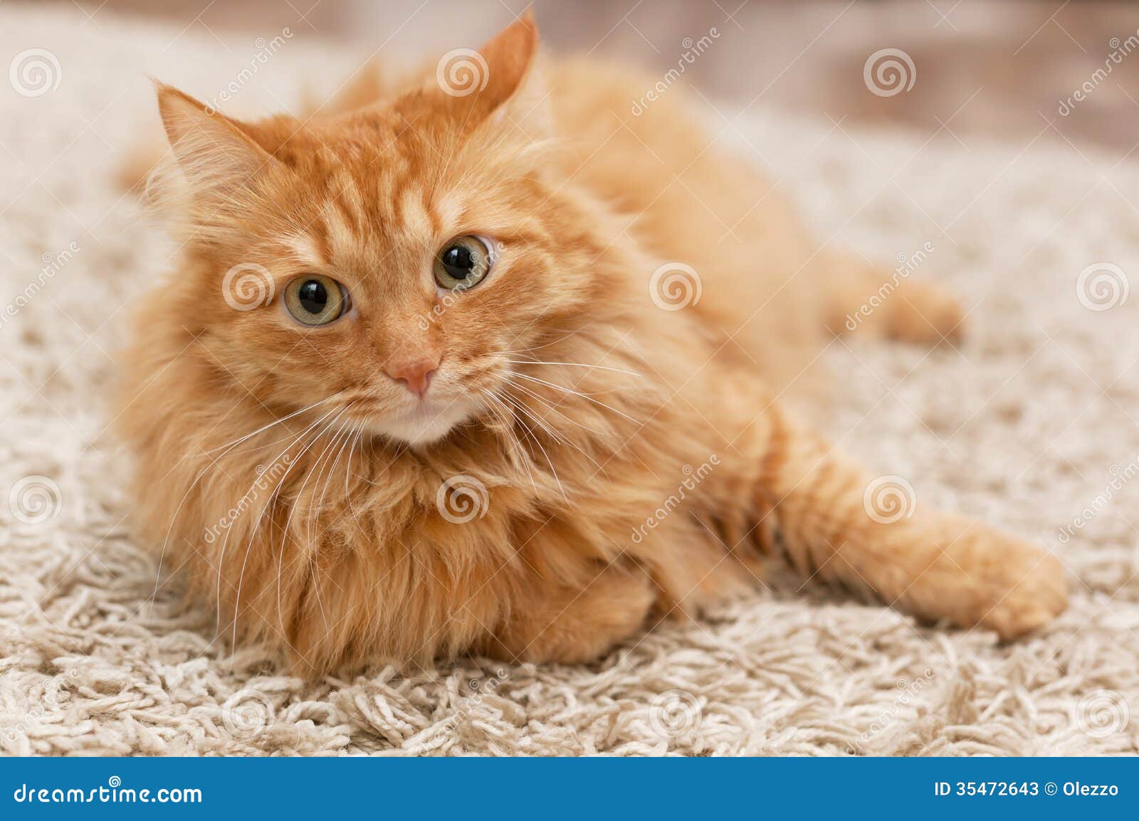 Fluffy cat stock image. Image of room, pussycat, nature - 35472643