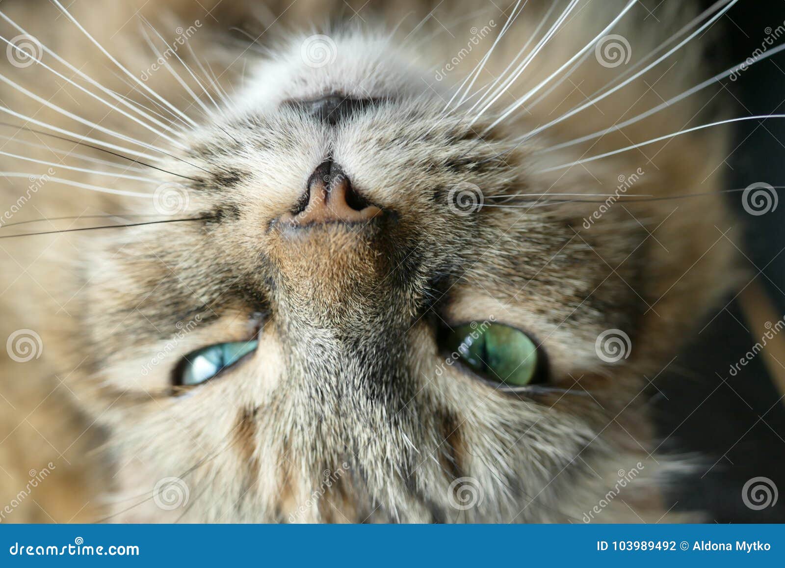 Cat stock photo. Image of whiskers, nose, fluffy, long - 103989492