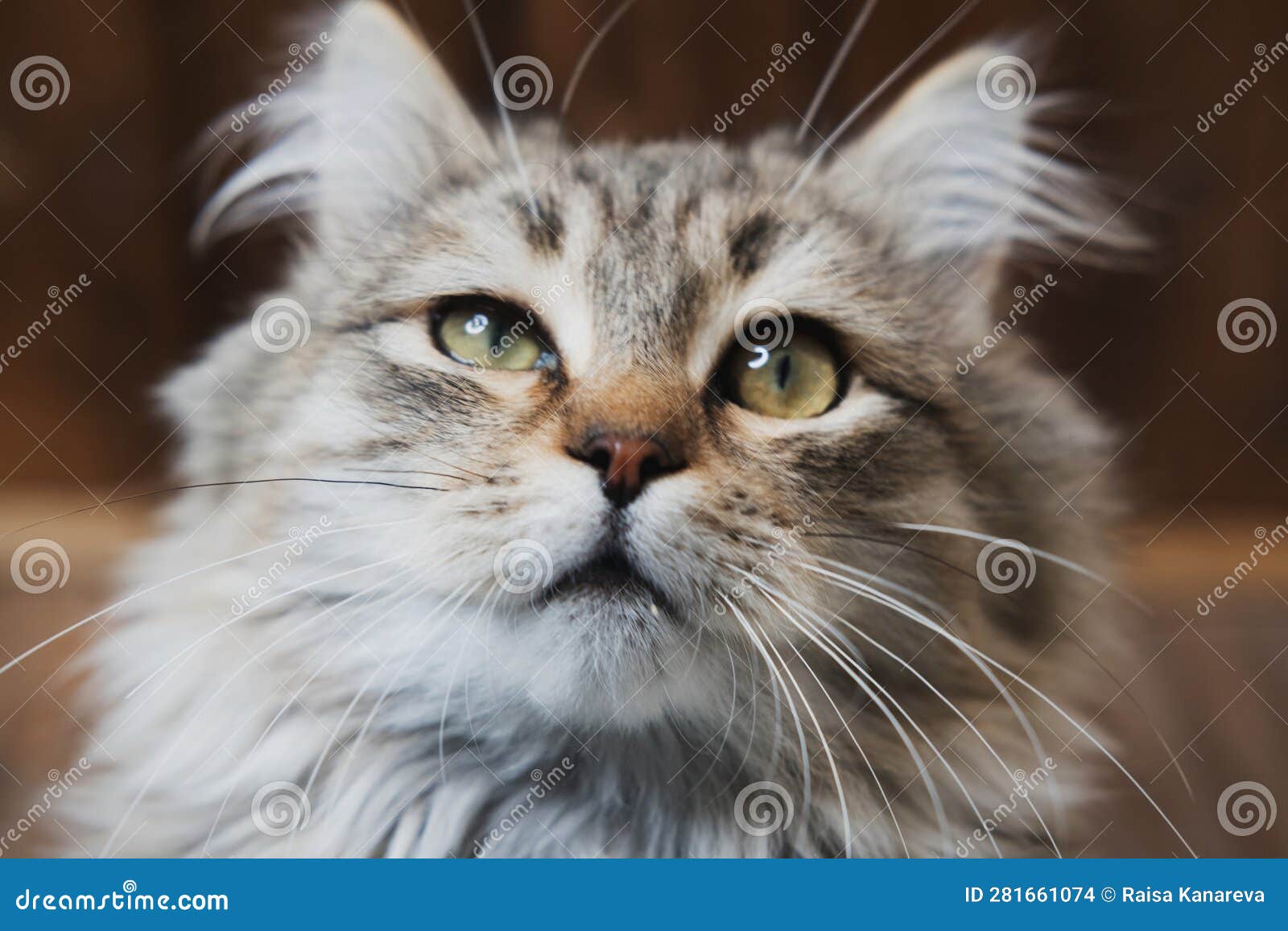 Fluffy Cat Looking at Camera on Blue Background, Front View. Stock ...