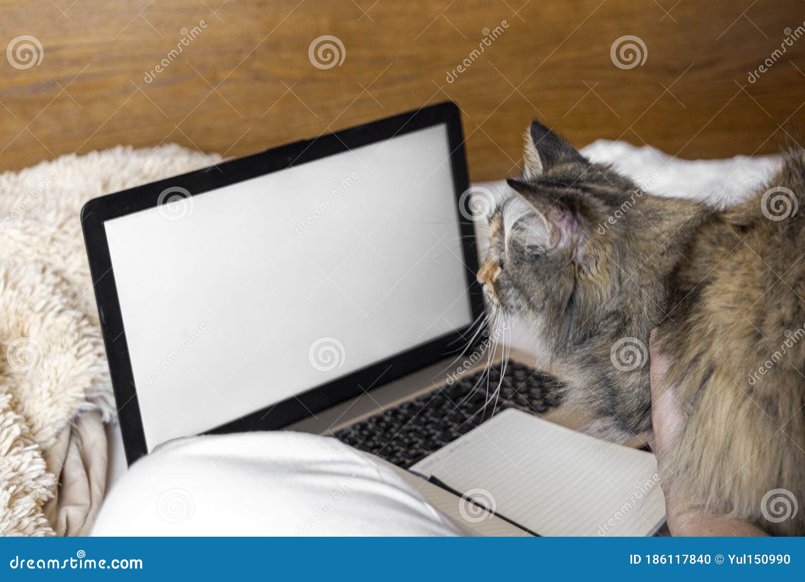Fluffy Cat Looking on the Screen of the Laptop. Stock Photo - Image of ...