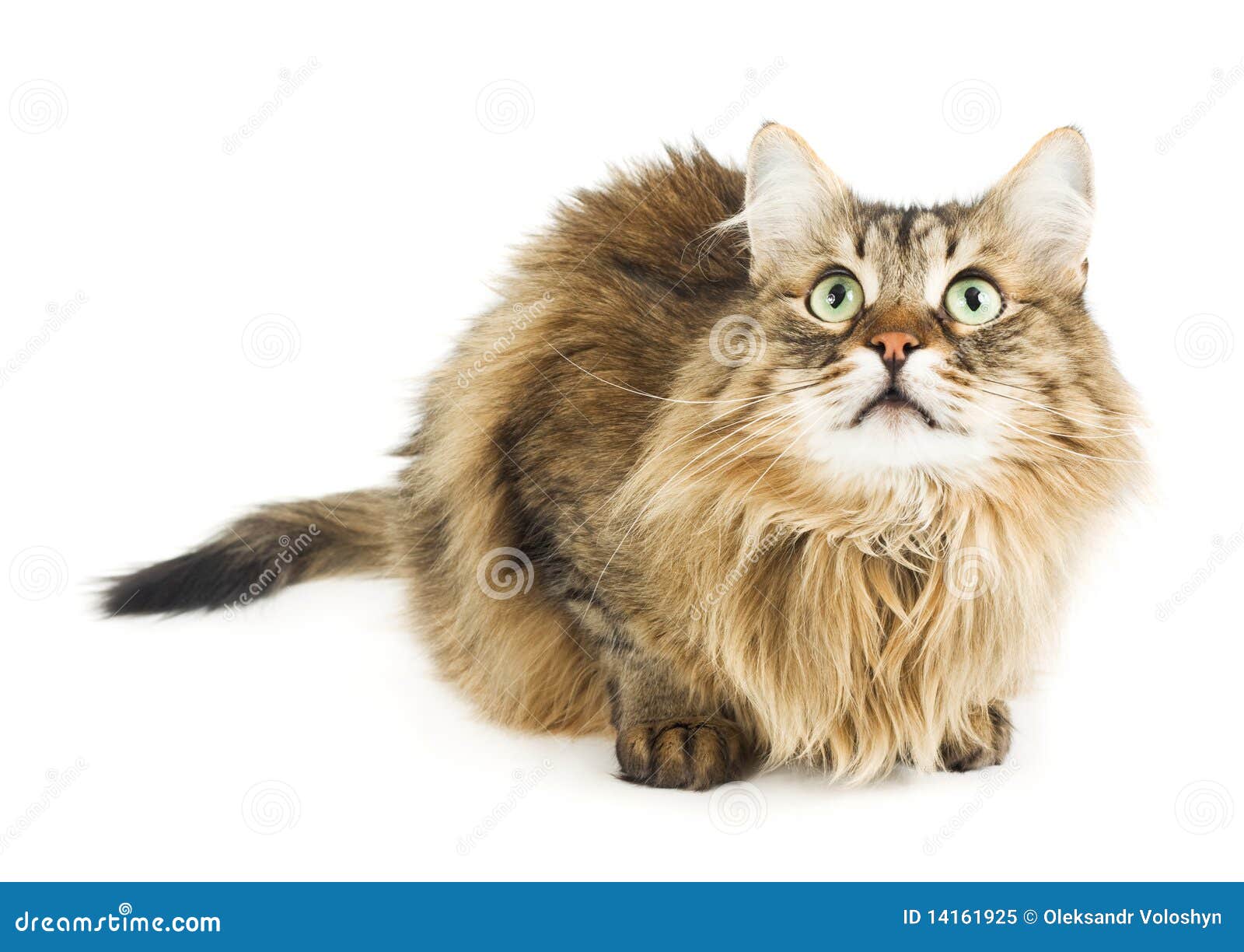 Fluffy Cat Looking Up. Round Eyes. Isolated Stock Image - Image of ...