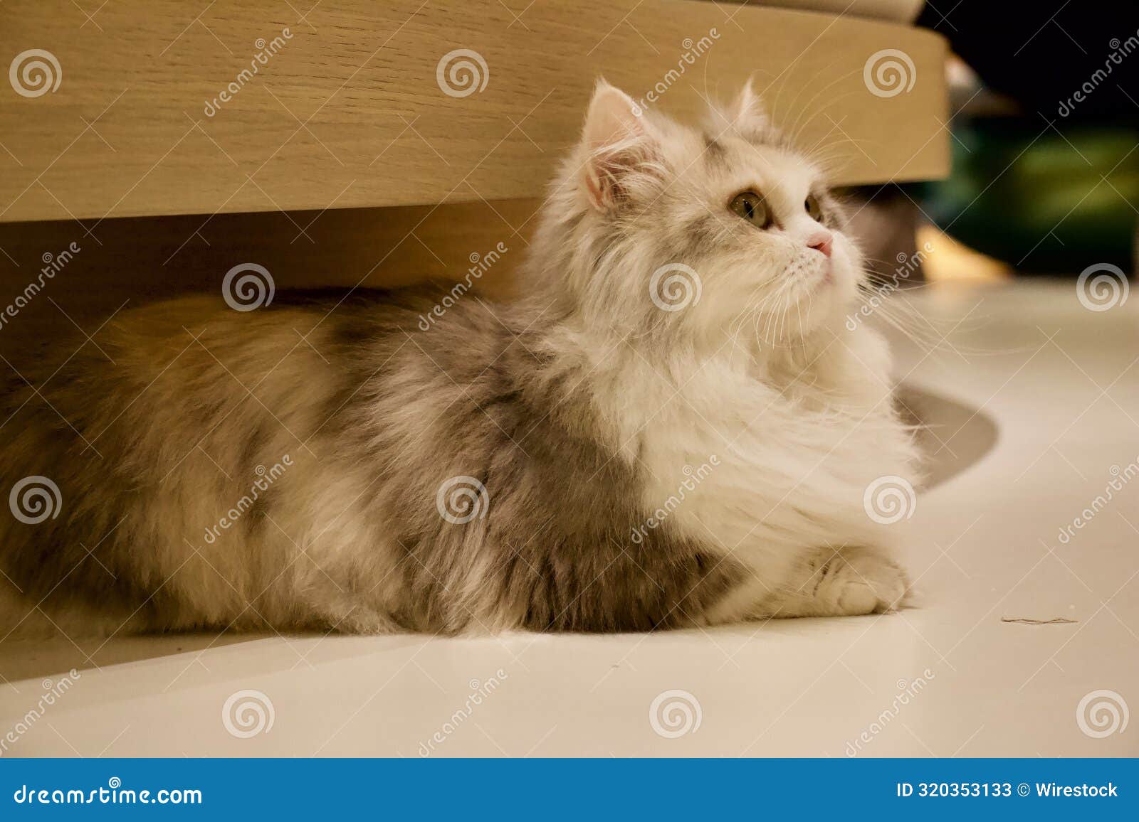 Fluffy Cat Lounging in Kitchen Beneath Counter Stock Image - Image of ...
