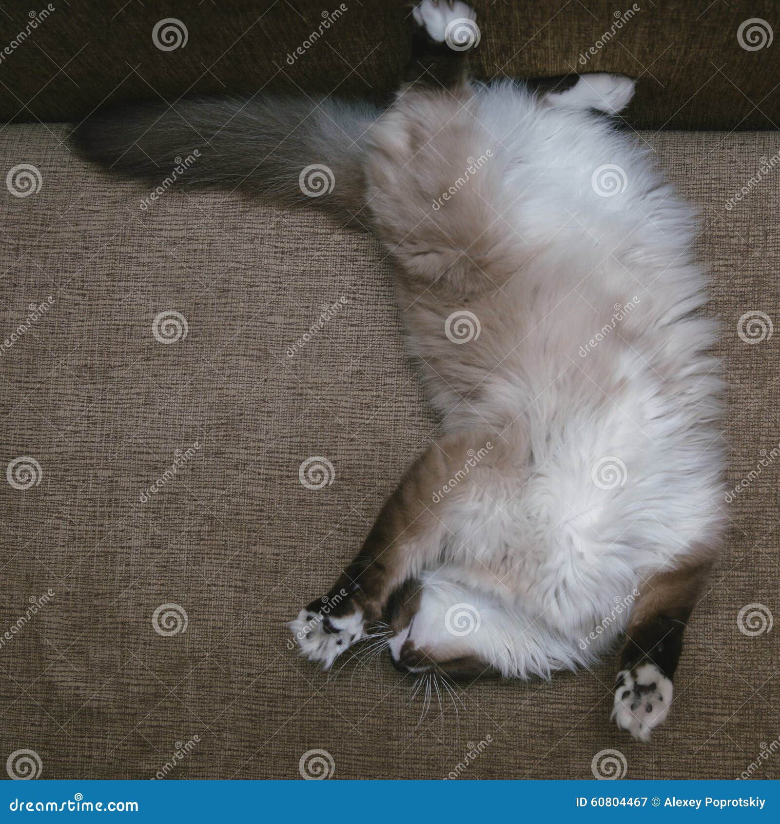 Fluffy cat lying on back stock image. Image of siamese - 60804467