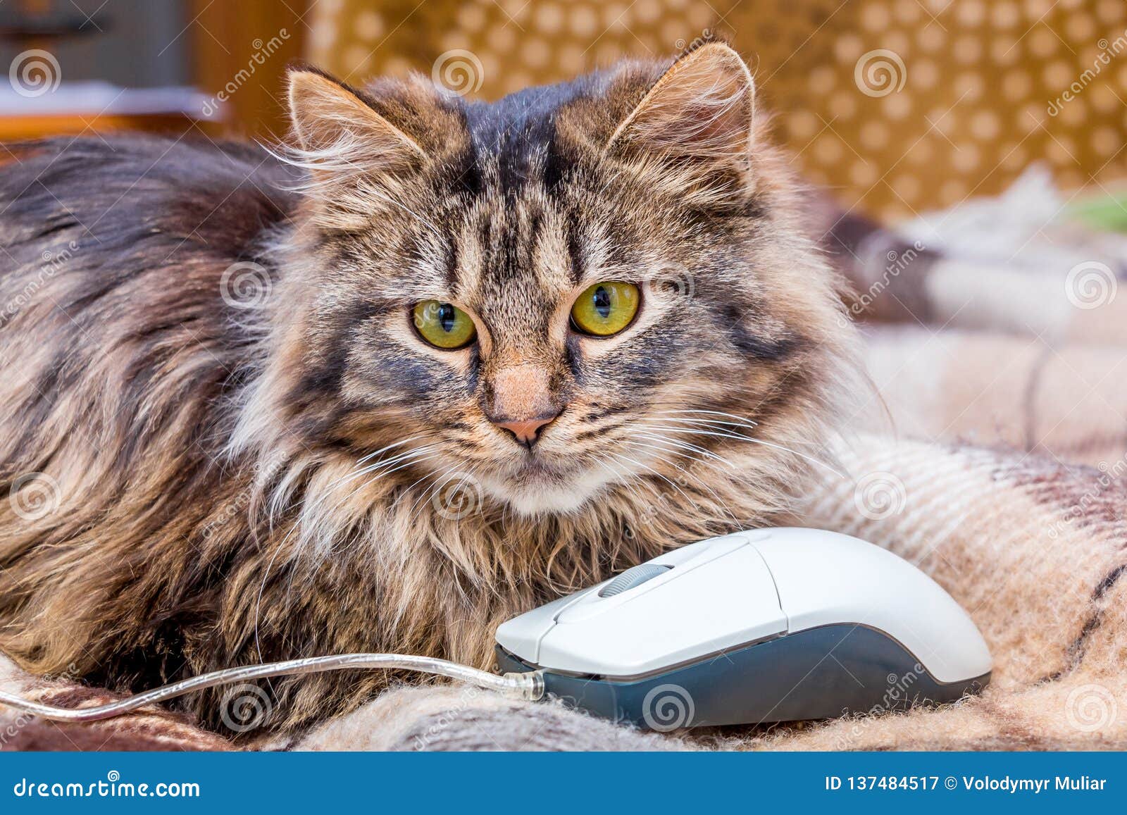 Fluffy Cat Near Computer Mouse. Work in the Office Near the Computer ...