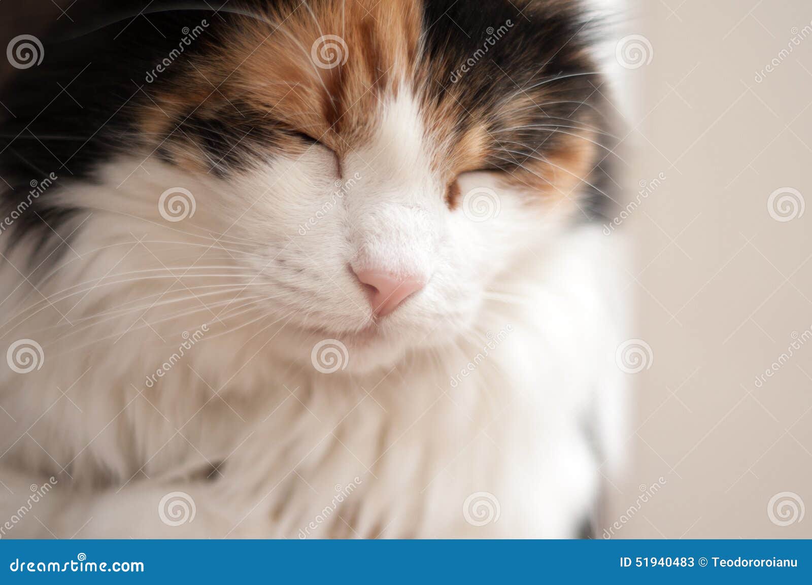 Fluffy cat portrait stock image. Image of loving, cute - 51940483