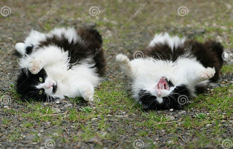Fluffy cat roll over stock image. Image of domestic, roll - 16573309
