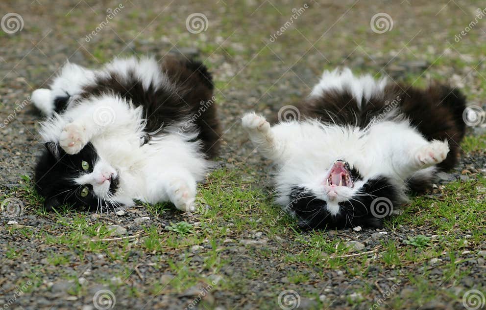 Fluffy cat roll over stock image. Image of domestic, roll - 16573309