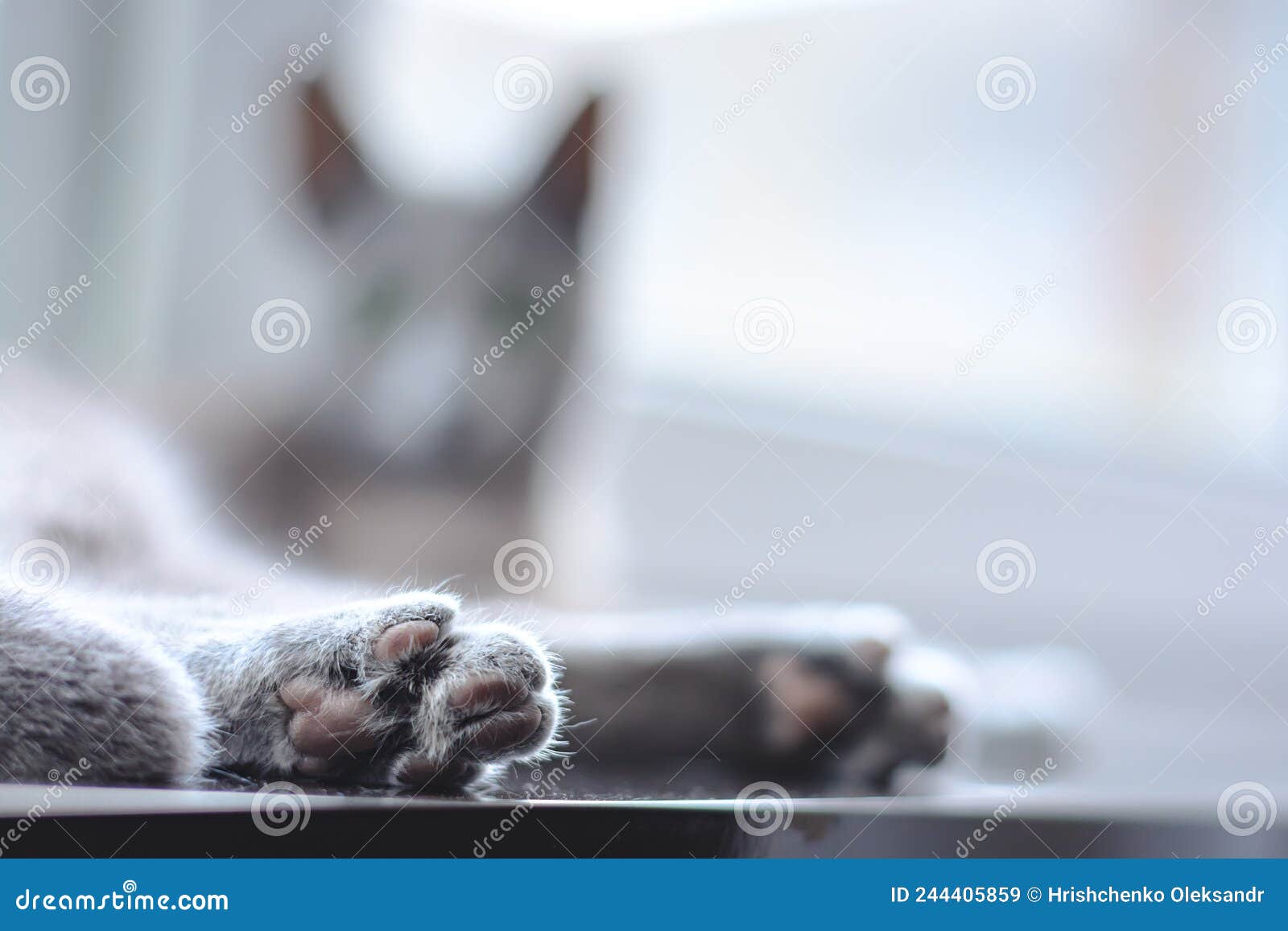 Fluffy Cat`s Feet. Focus on the Foot Pads Stock Image - Image of nature ...