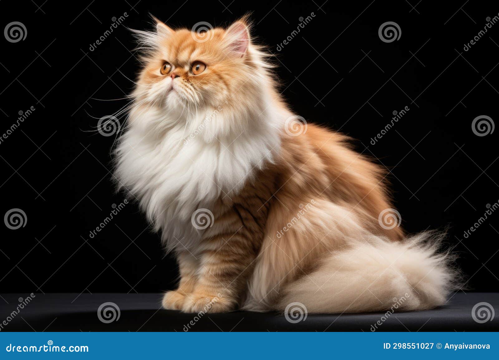 A Fluffy Cat Sitting on a Black Surface Stock Image - Image of fluffy, animals: 298551027