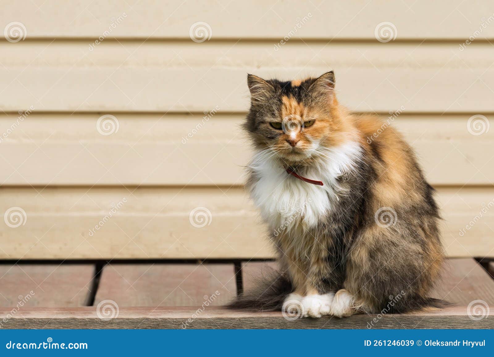 A Fluffy Cat is Sitting. he Has an Offended and Angry Expression on His ...