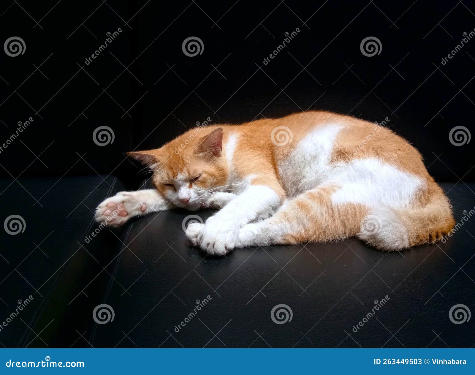 Fluffy Cat Sleeping on the Couch. Sunlit Cat on the Afternoon Stock ...
