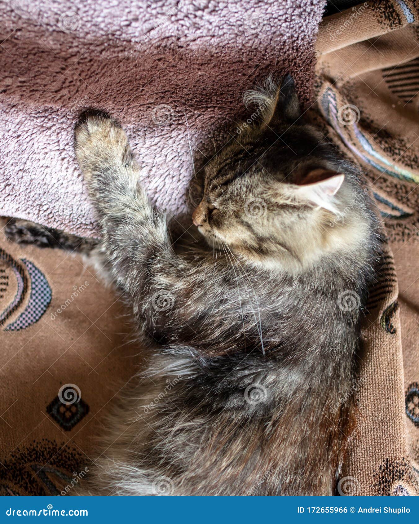 Fluffy cat is sleeping stock photo. Image of brown, kitty - 172655966