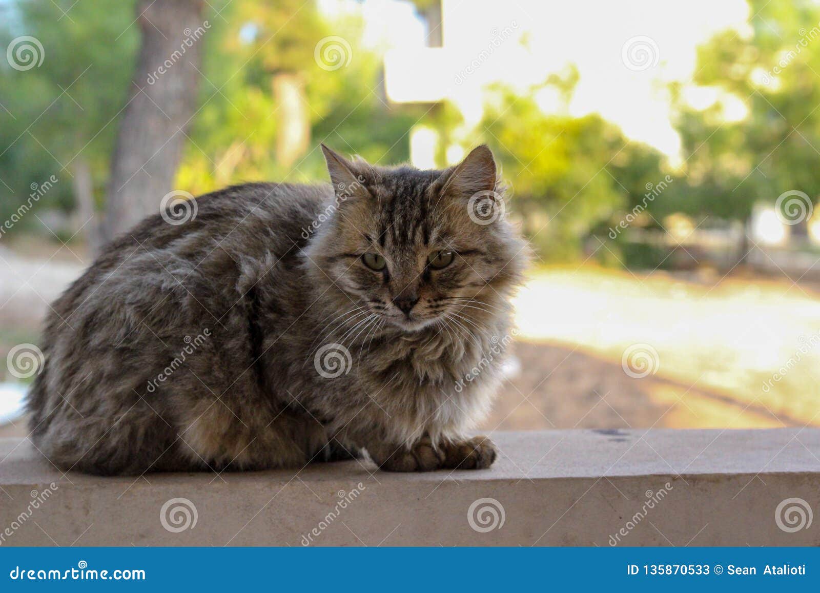 Beautiful Fluffy Cat on a Wall, Limassol, Cyprus Stock Image - Image of ...