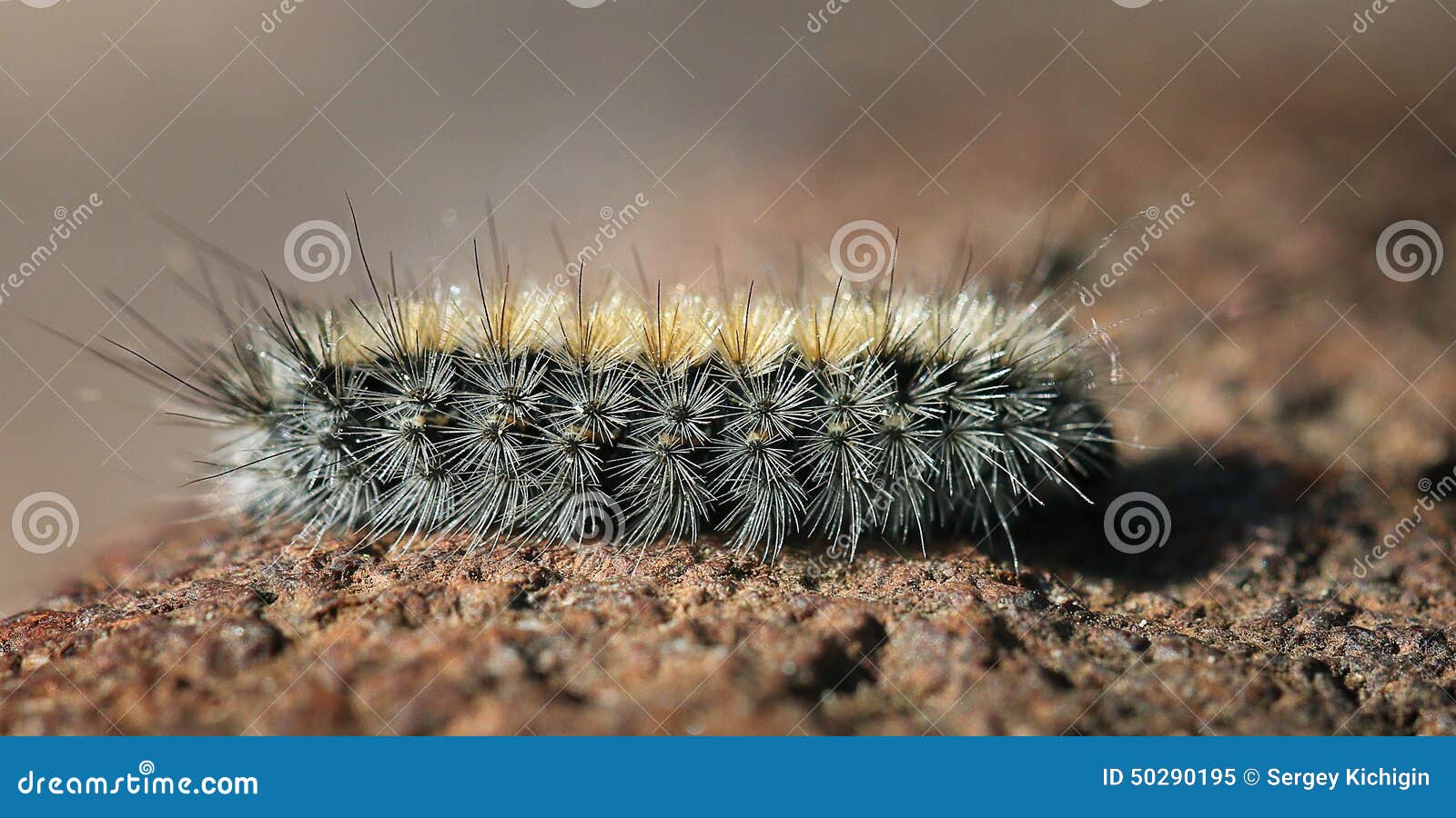 Fluffy Caterpillar on a Stone Stock Image - Image of maggot, catapillar ...