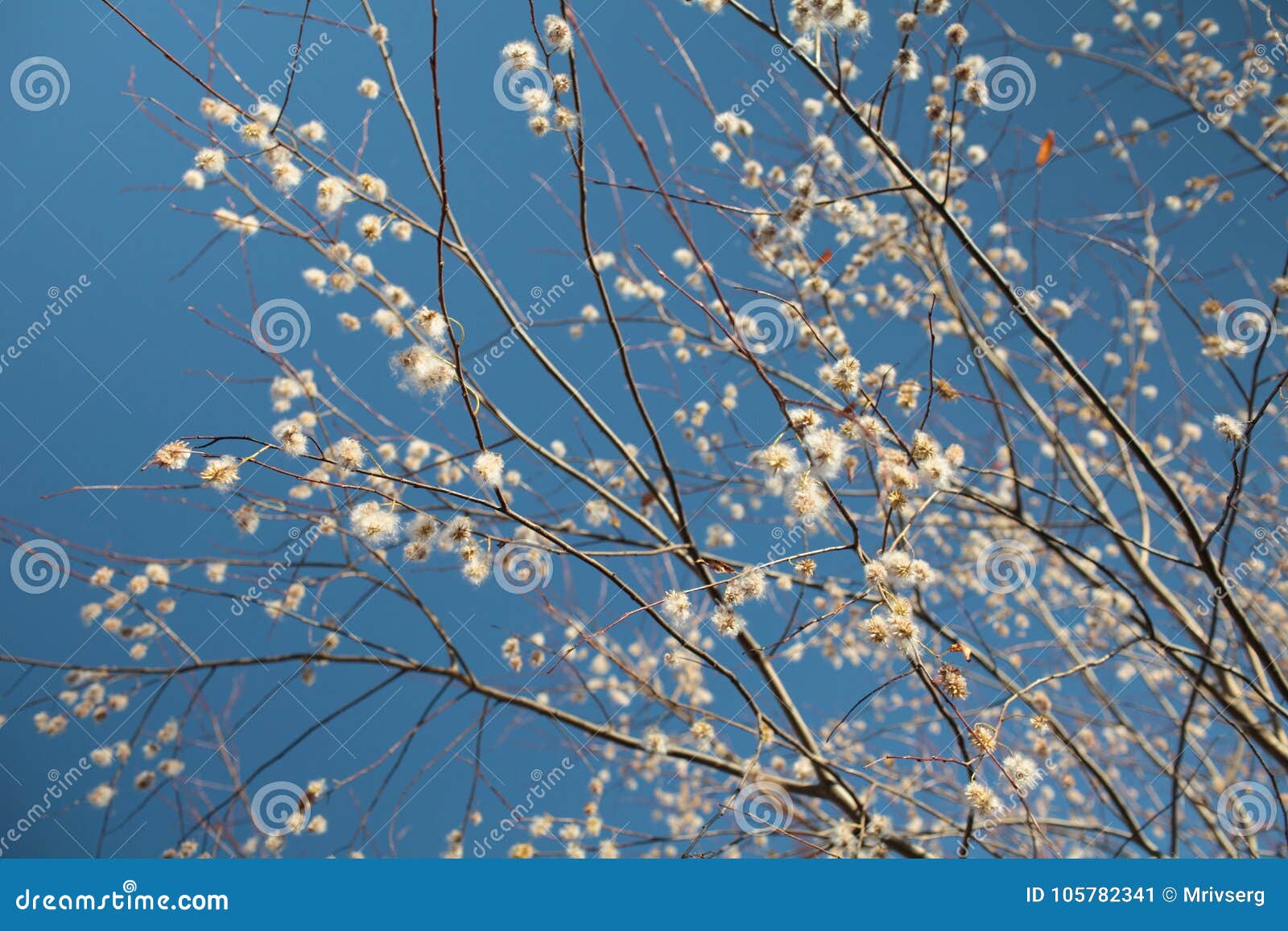 Fluffy catkins of alder stock image. Image of tree, growth - 105782341