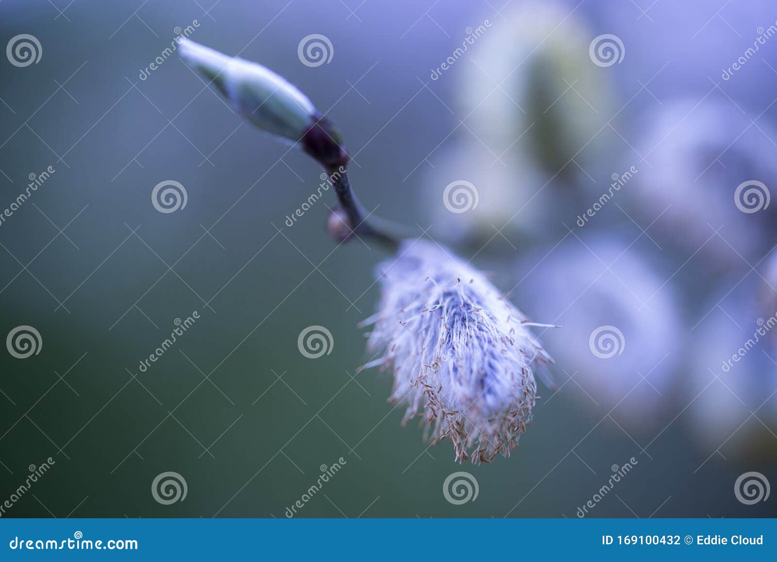 Fluffy Catkins on Tree Branch Close Up Stock Photo - Image of outdoors ...