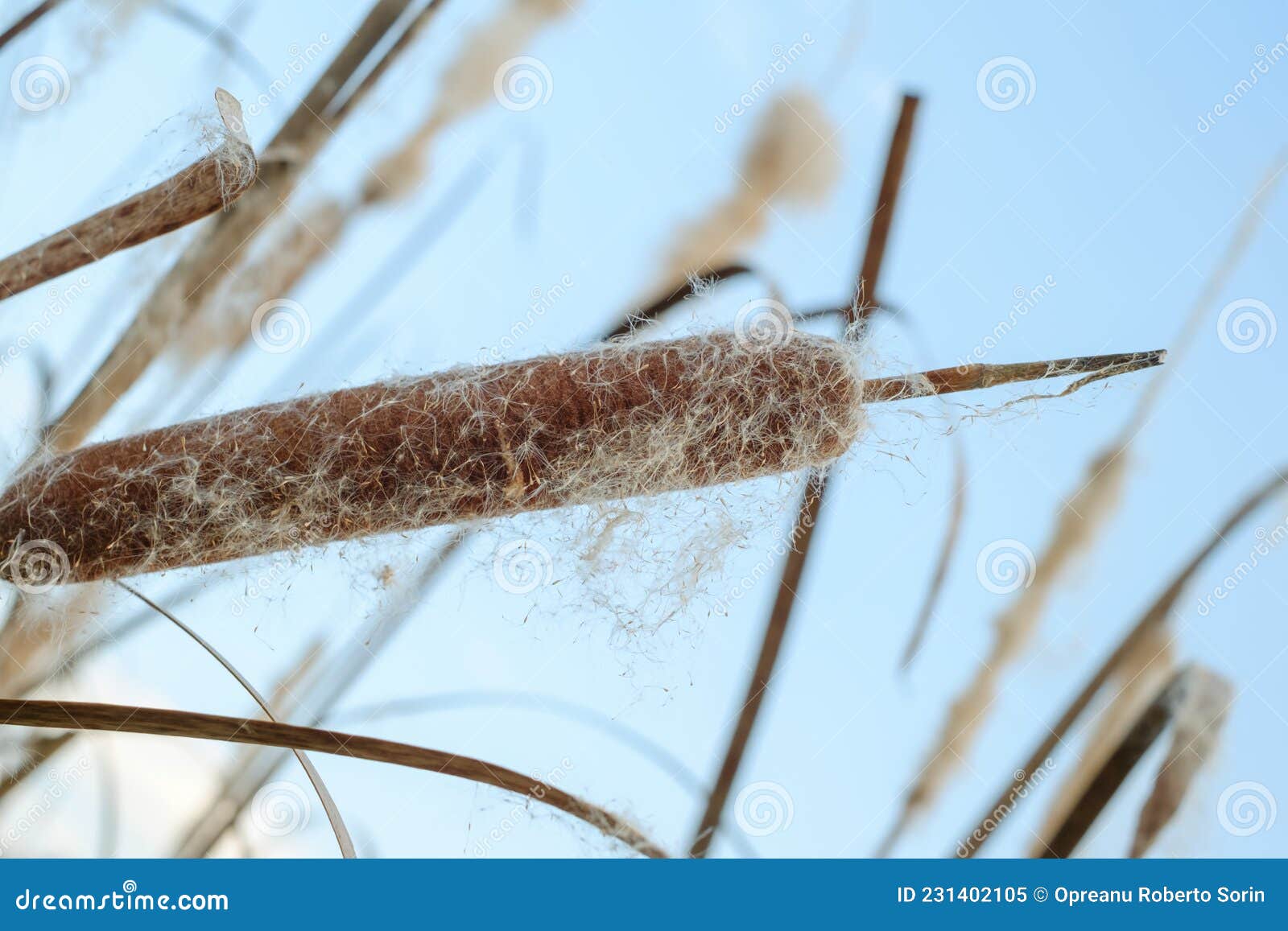 Fluffy Cattail Seeds. Natural Background and Texture Stock Image ...