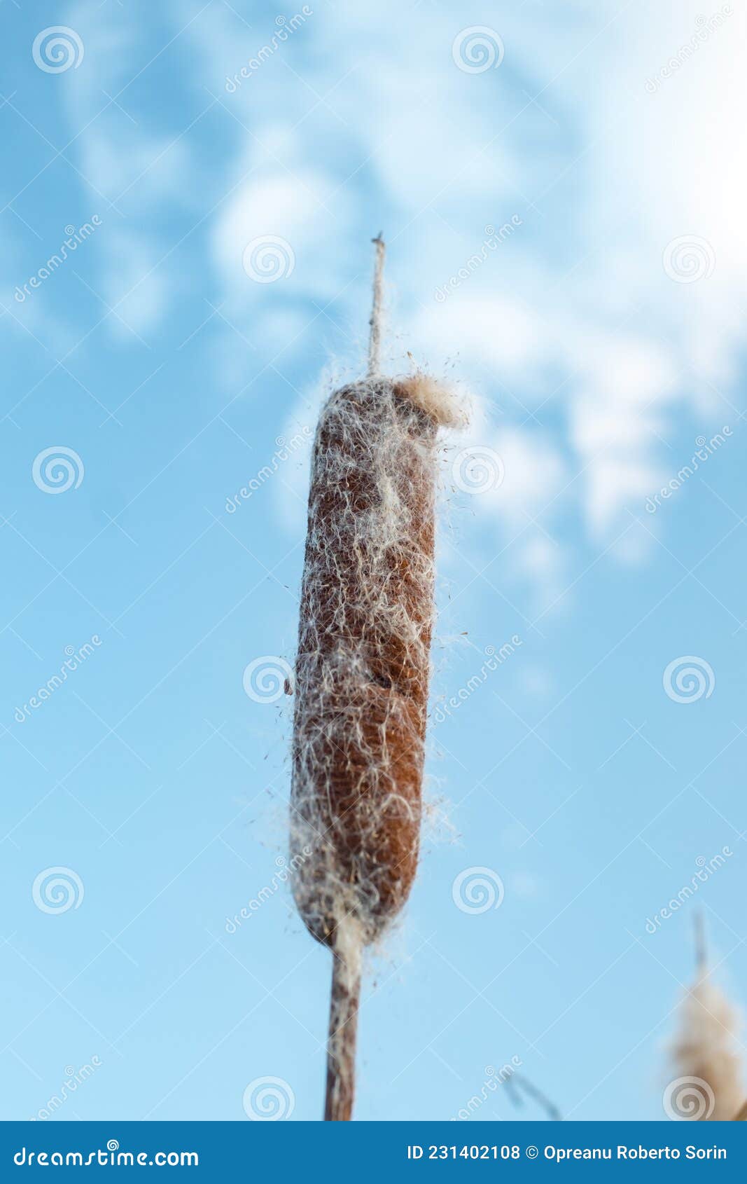 Fluffy Cattail Seeds. Natural Background and Texture Stock Photo ...