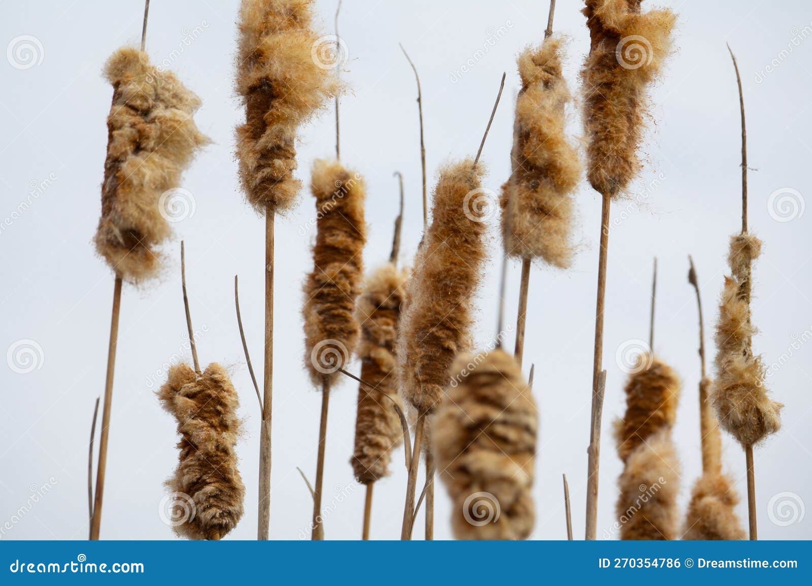 Fluffy cattail in spring stock photo. Image of landscape - 270354786