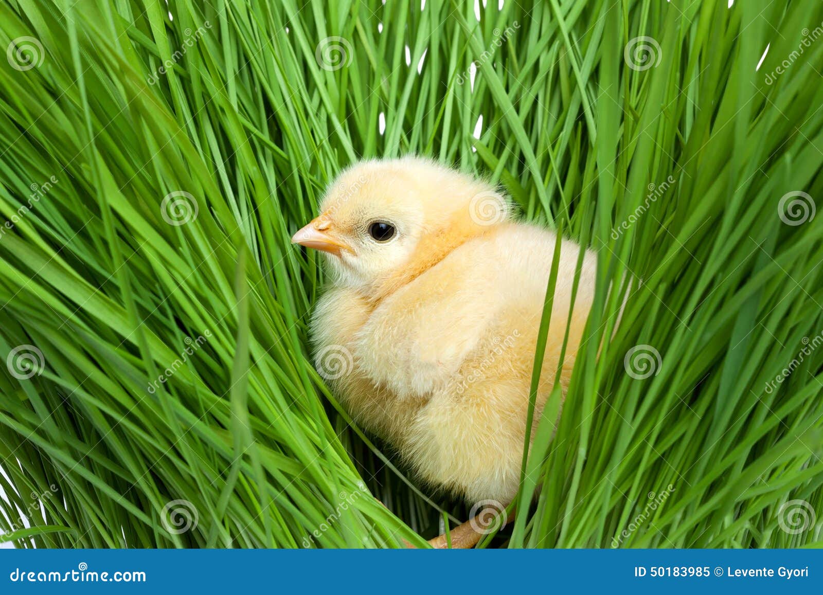Fluffy Chick on Green Grass Stock Image - Image of funny, adorable ...