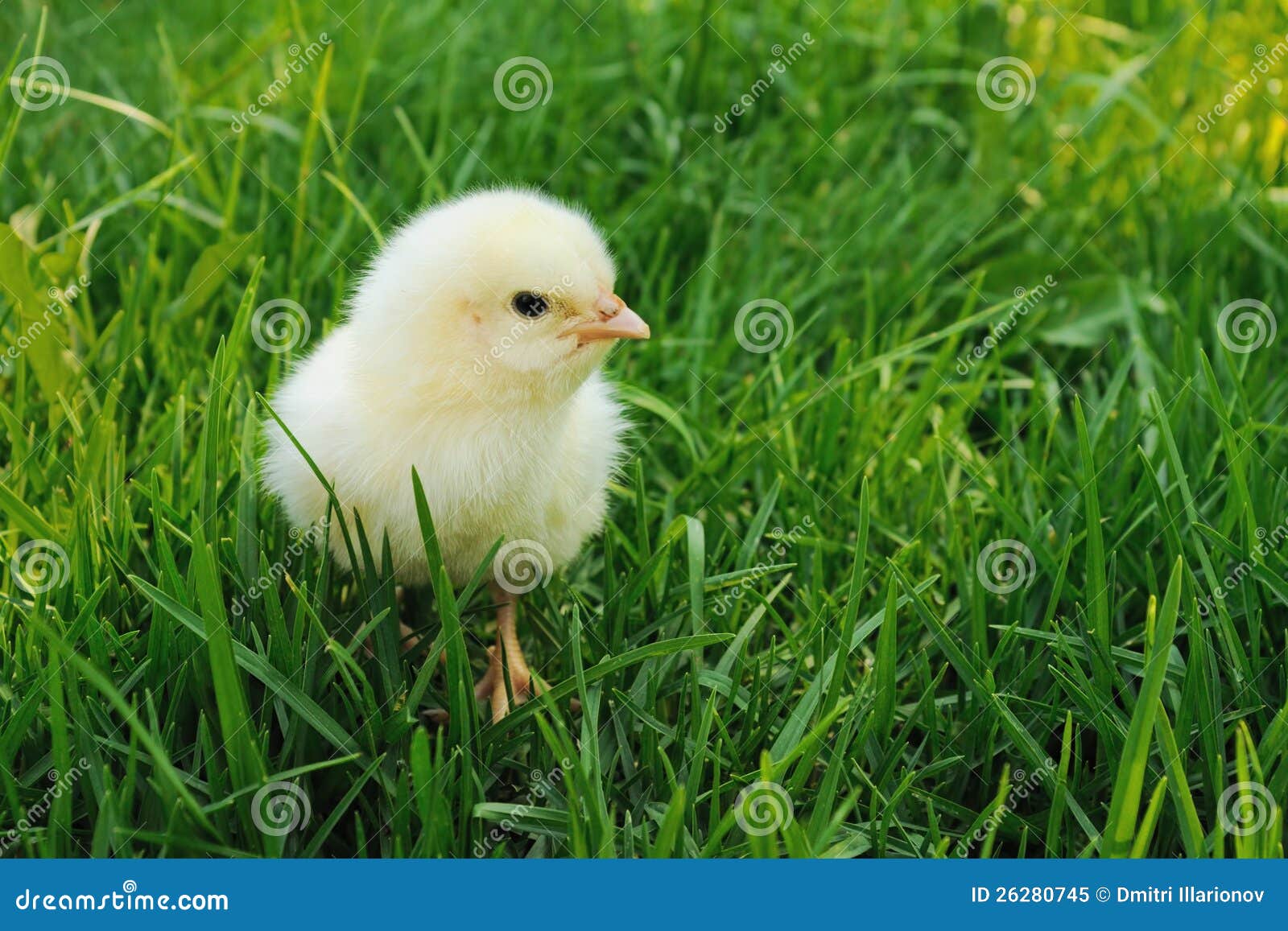Fluffy chick looking stock image. Image of poultry, born - 26280745