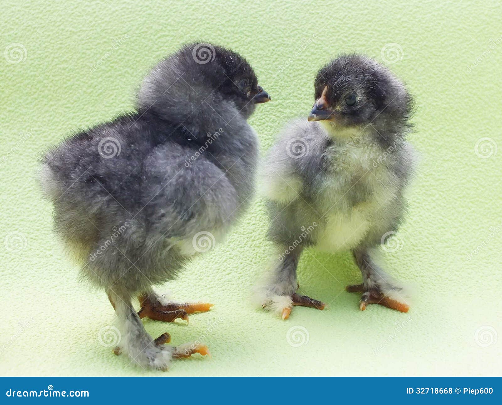 Fluffy chick stock photo. Image of bird, born, fluffy - 32718668