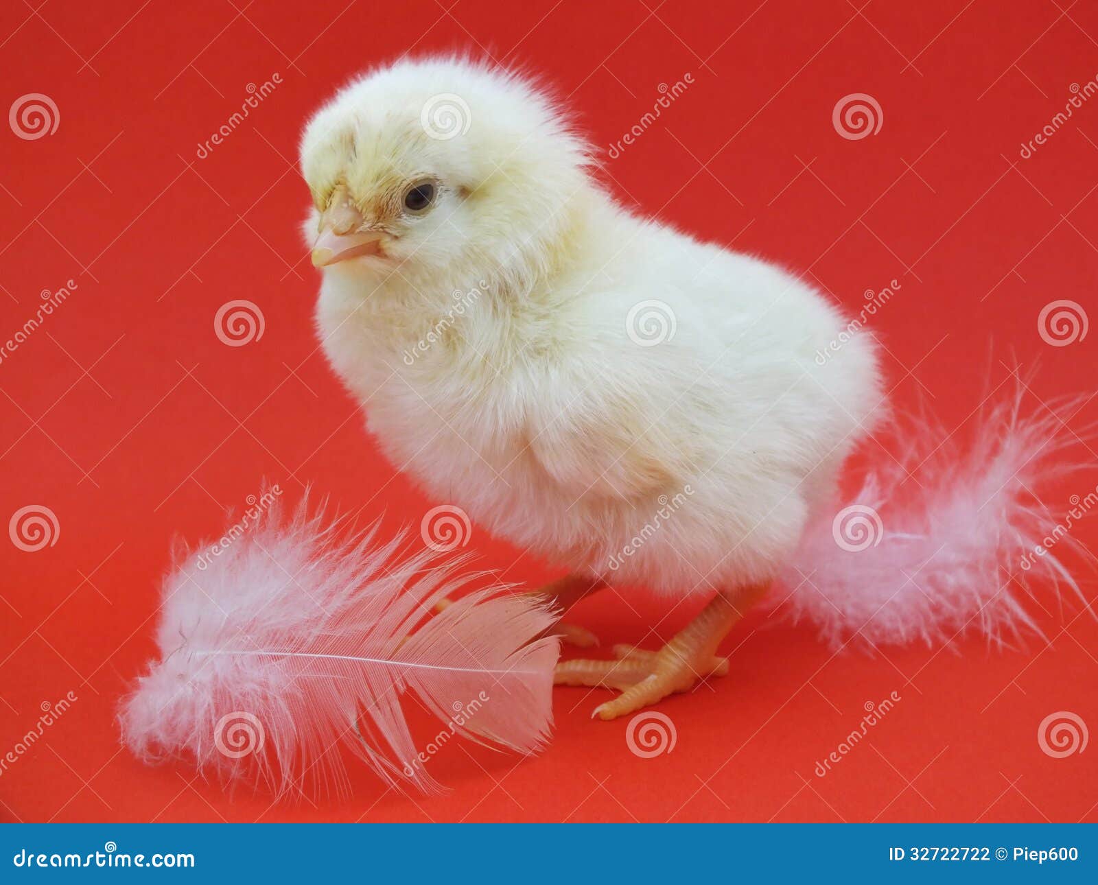 Fluffy chick stock photo. Image of tiny, closeup, small - 32722722