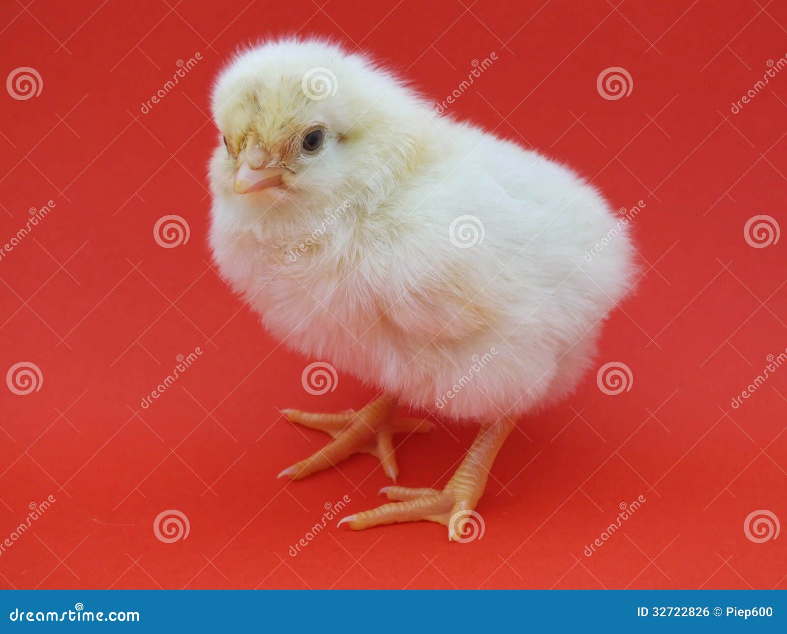 Fluffy chick stock photo. Image of small, group, life - 32722826