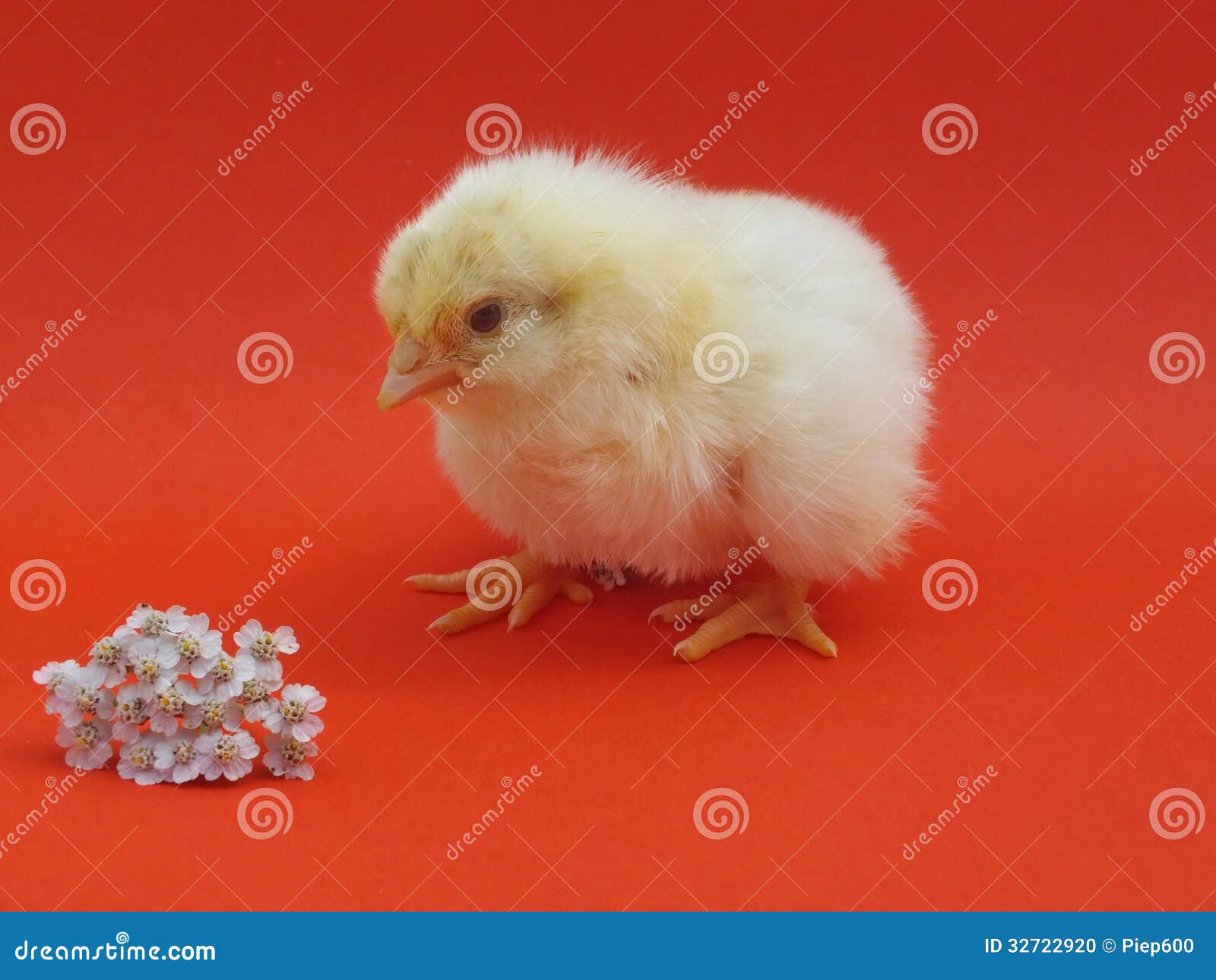 Fluffy chick stock photo. Image of easter, closeup, yellow - 32722920