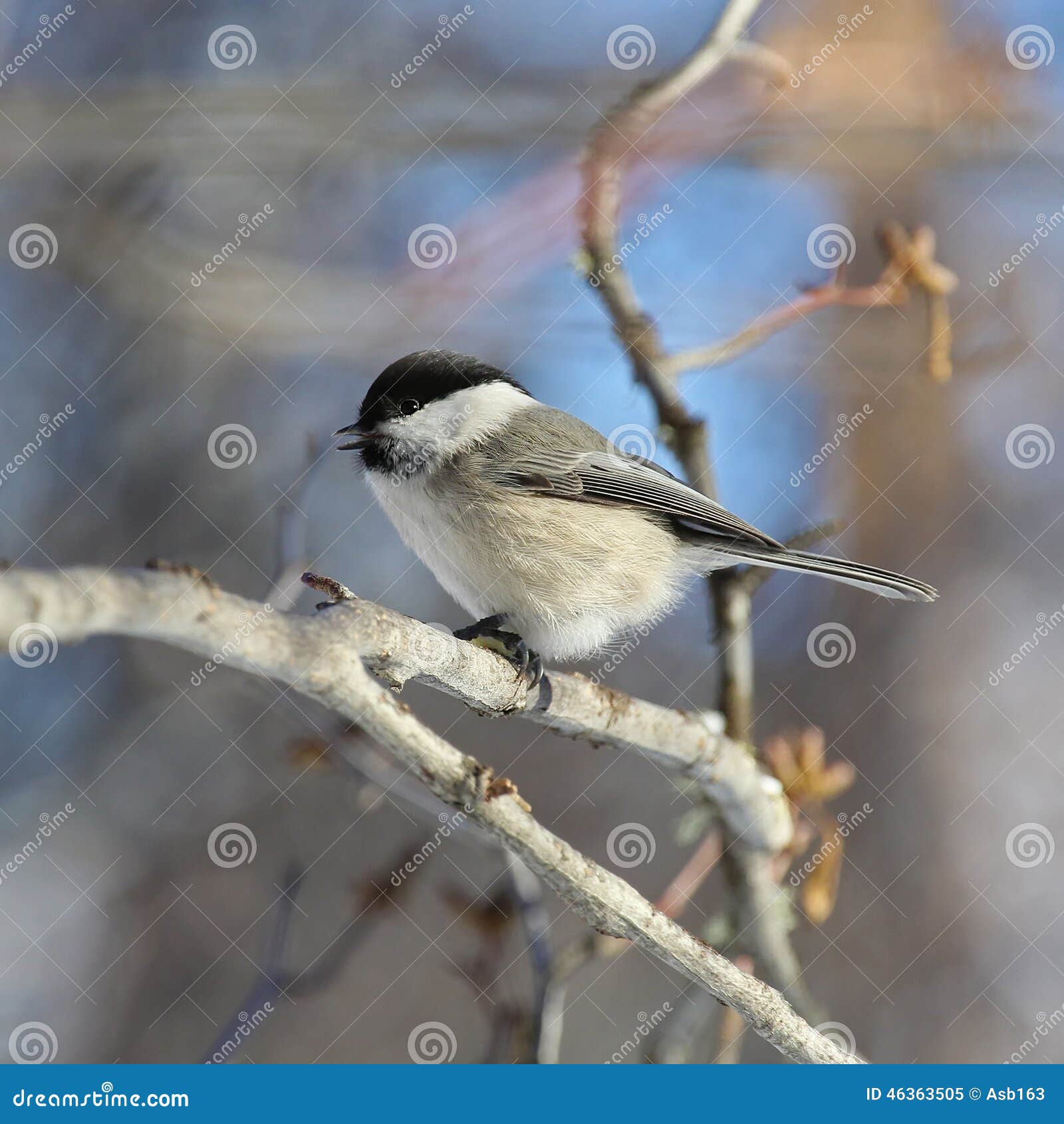 Fluffy chickadee stock image. Image of sitting, winter - 46363505