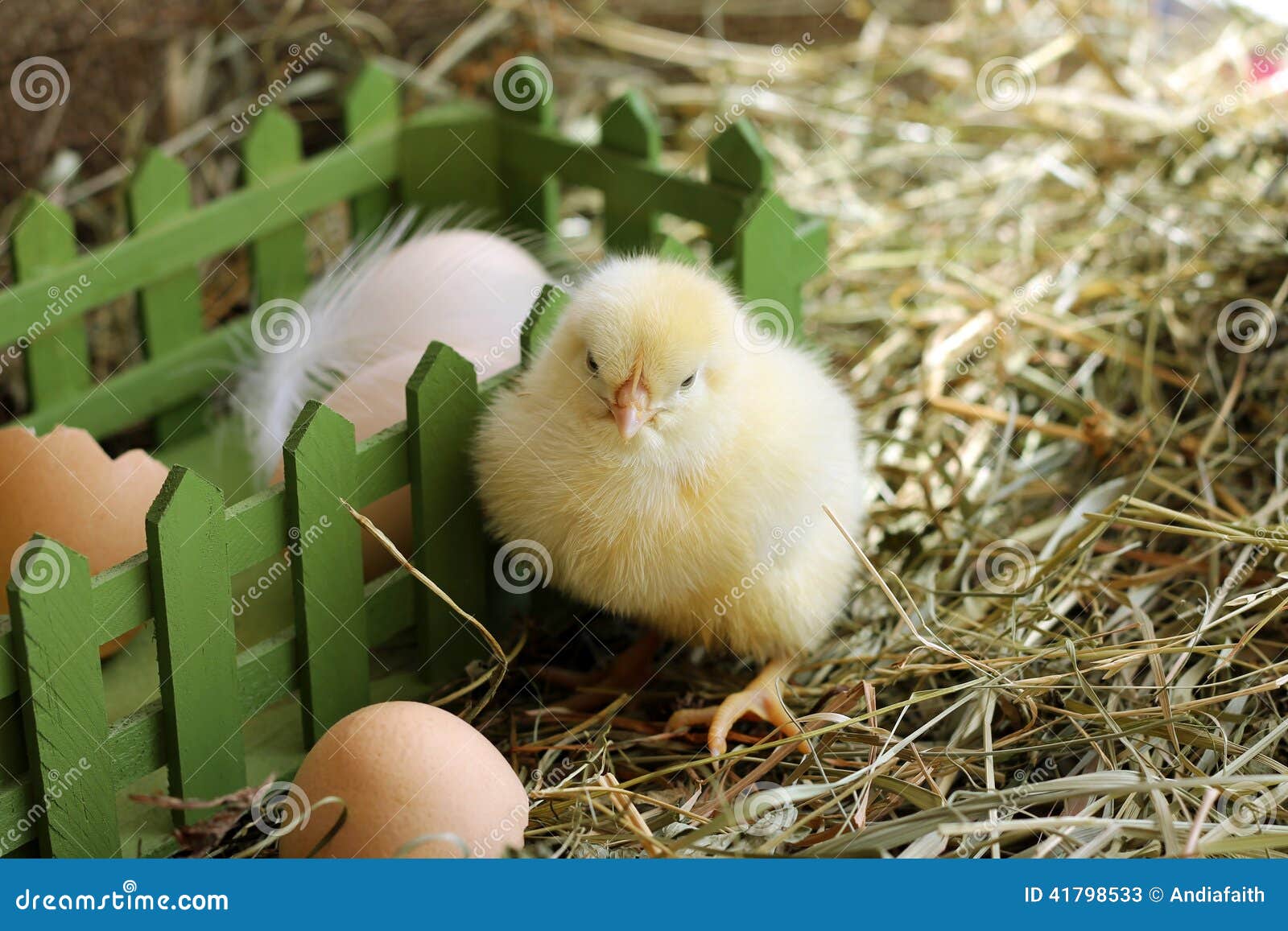 Fluffy Chicken Sitting on Hay Near Box Stock Image - Image of close ...