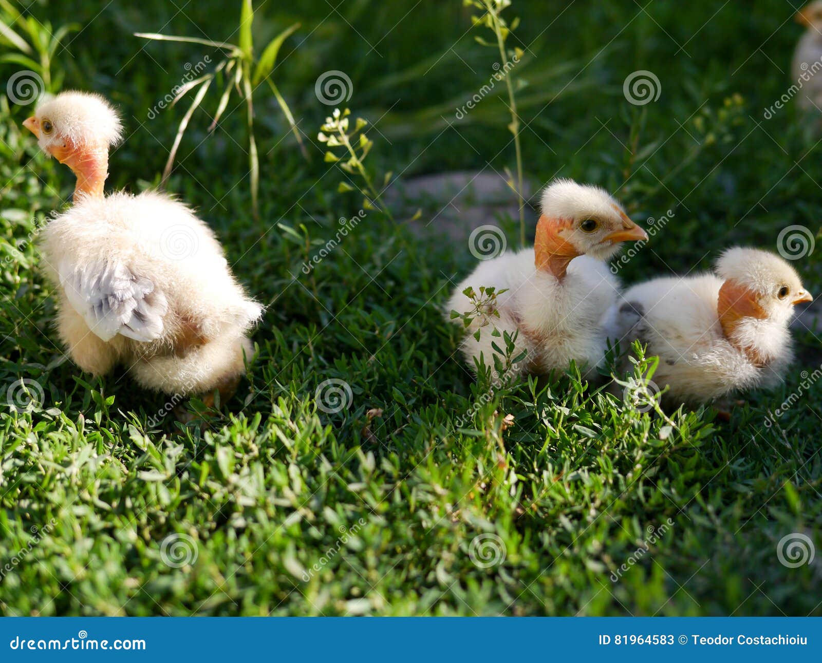 Fluffy chicks stock image. Image of small, young, chicken - 81964583