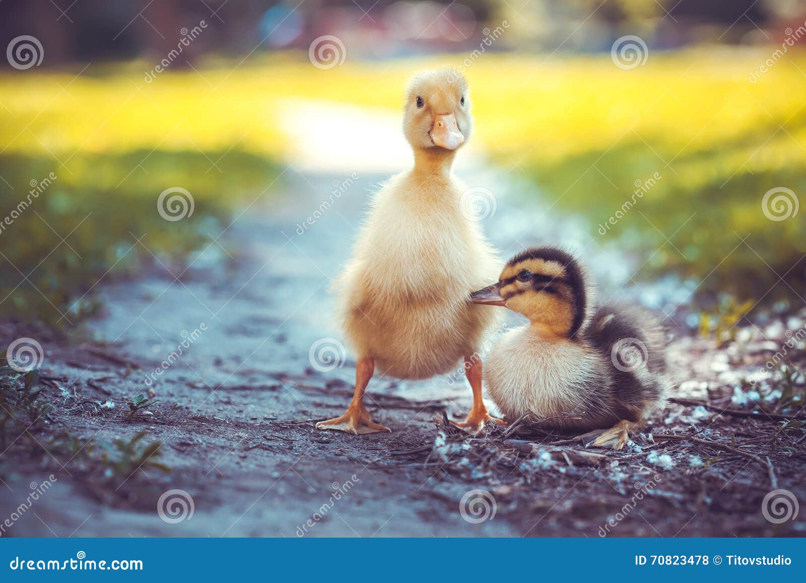 Fluffy Chicks Walks in Green Grass Stock Photo - Image of rural, spring ...