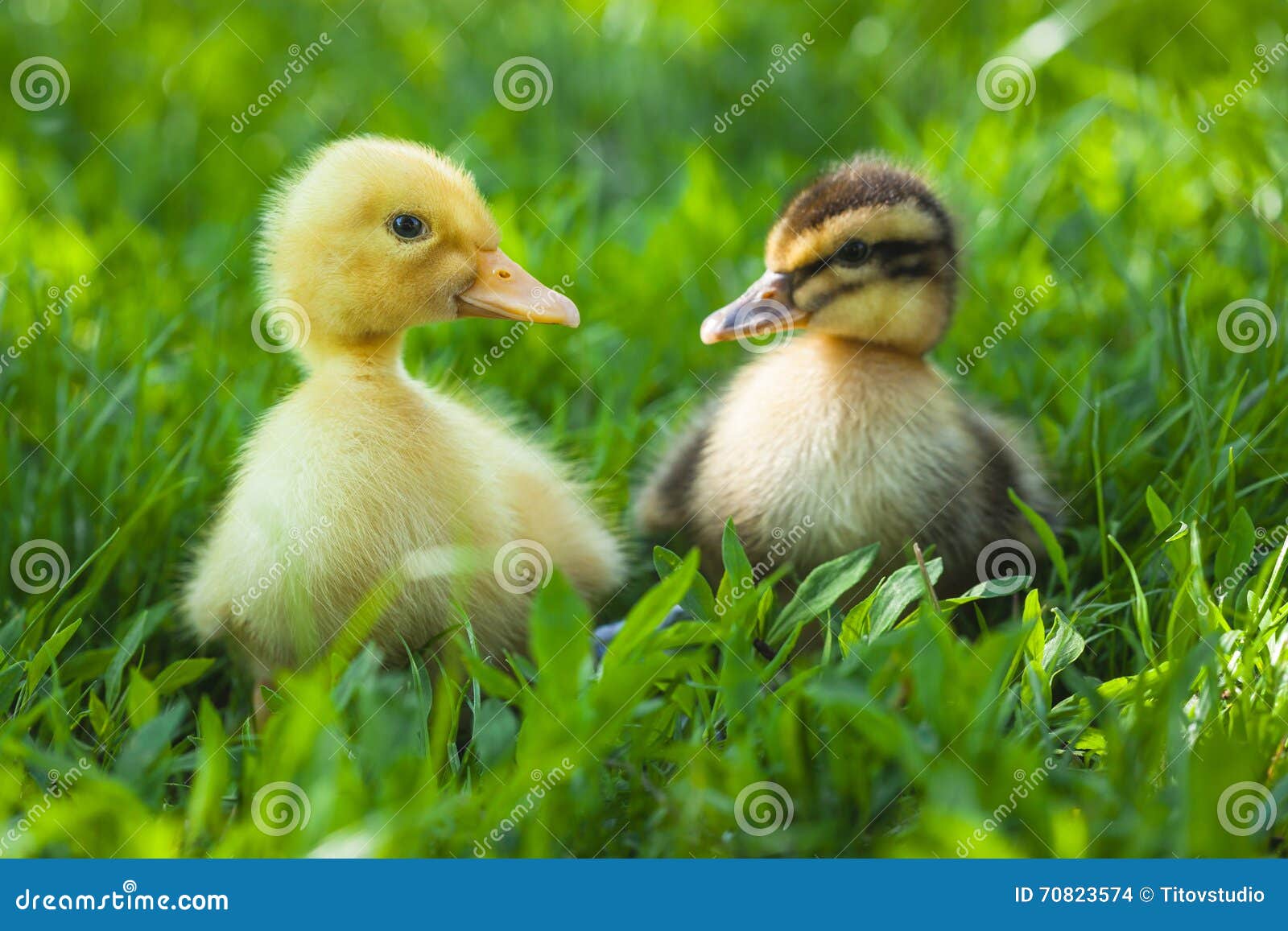 Fluffy Chicks Walks in Green Grass Stock Photo - Image of cute ...